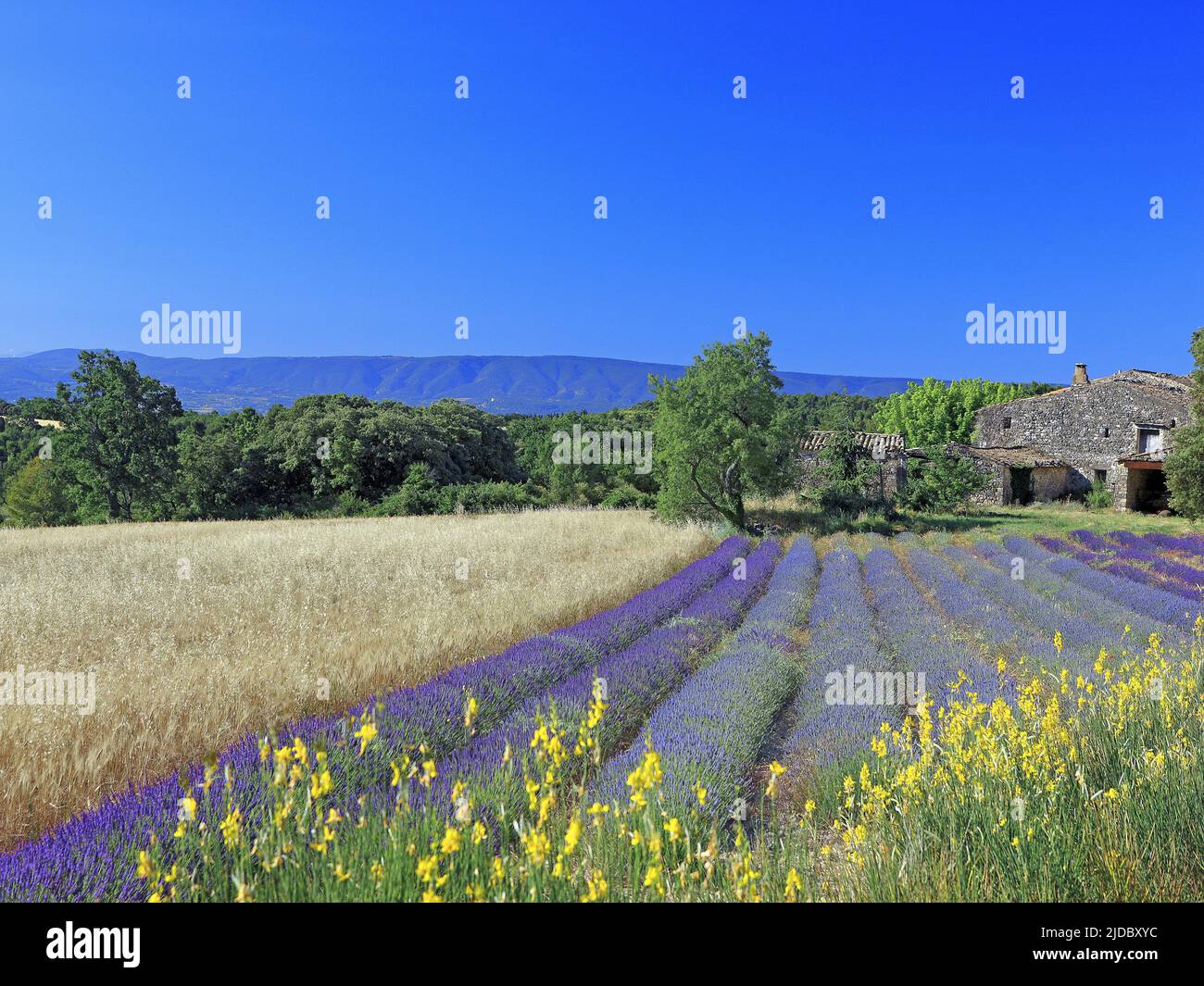 The luberon lavender hi-res stock photography and images - Alamy