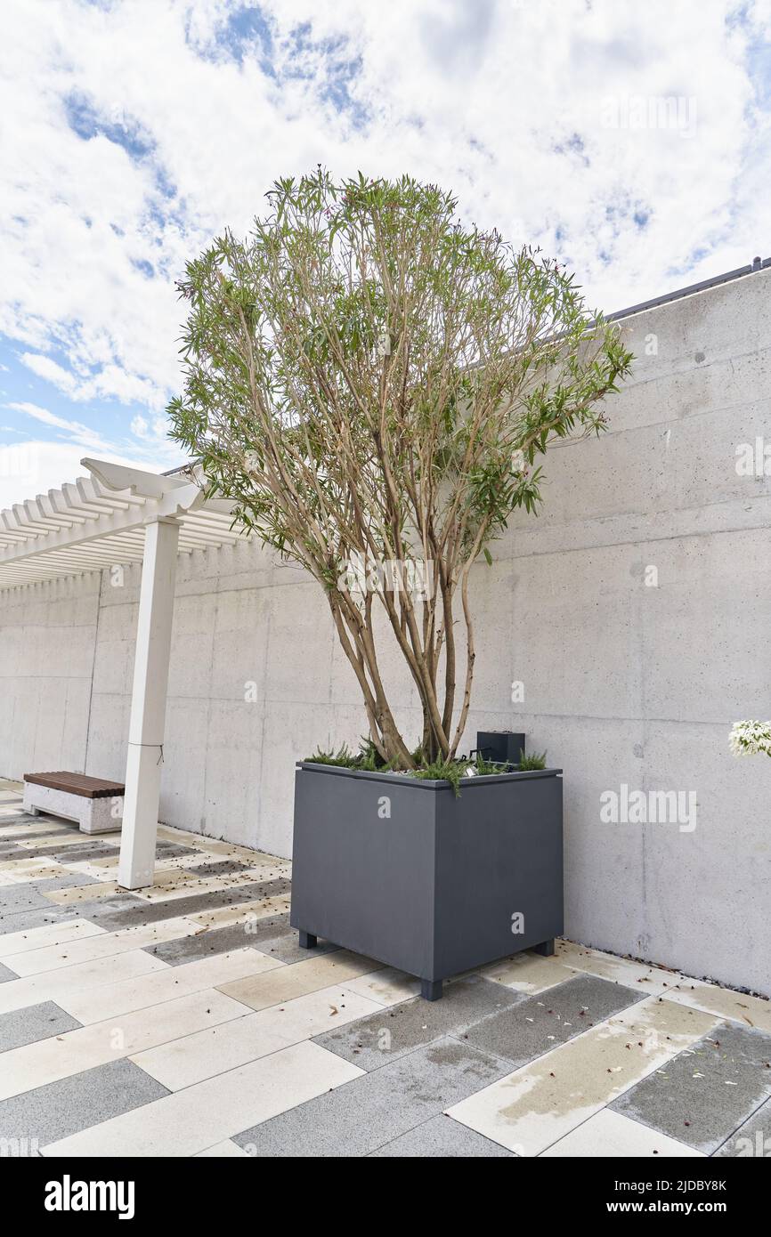 Oleander pot hi-res stock photography and images - Alamy