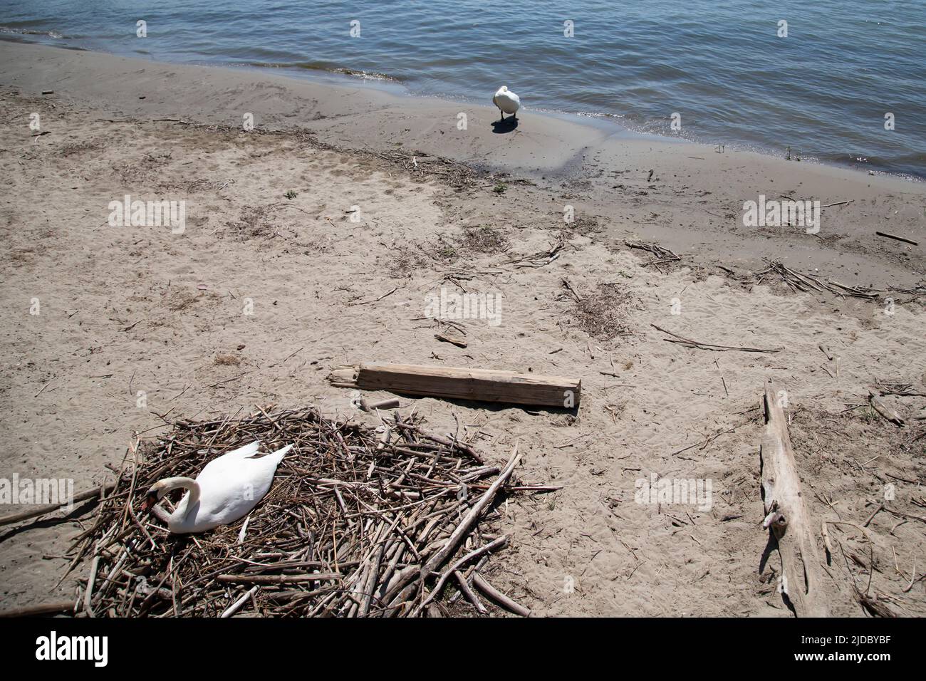 Mother swan lies in the nest on the eggs of the future cub. Mother swan brooding Stock Photo - Alamy