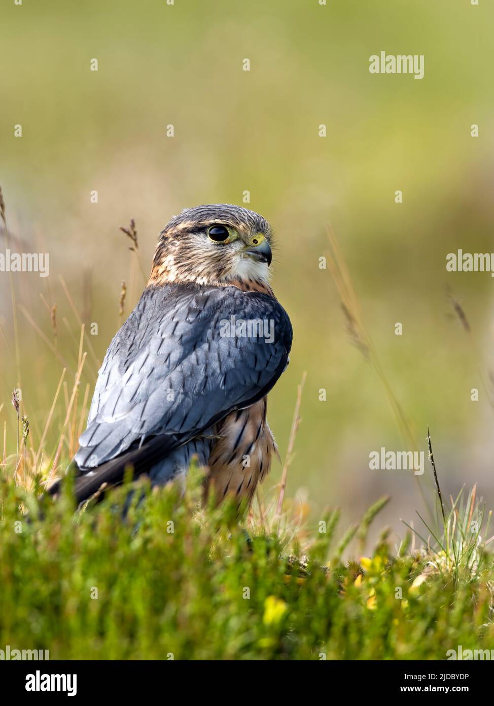 Falco columbarius uk hunting hi-res stock photography and images - Alamy