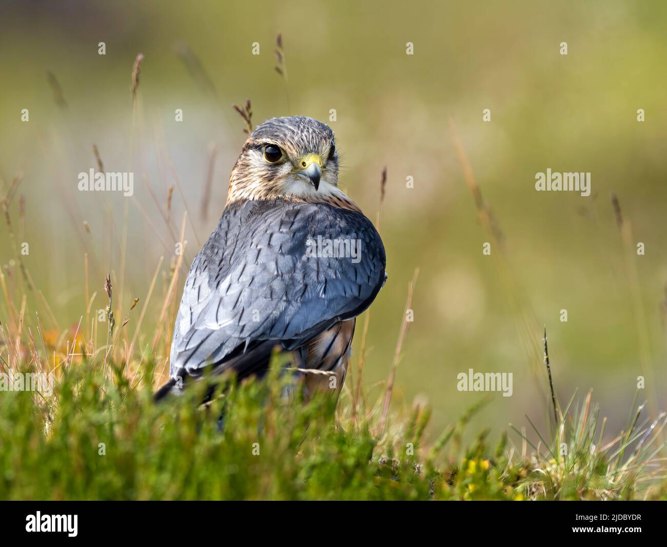 Merlin hawks hi-res stock photography and images - Alamy