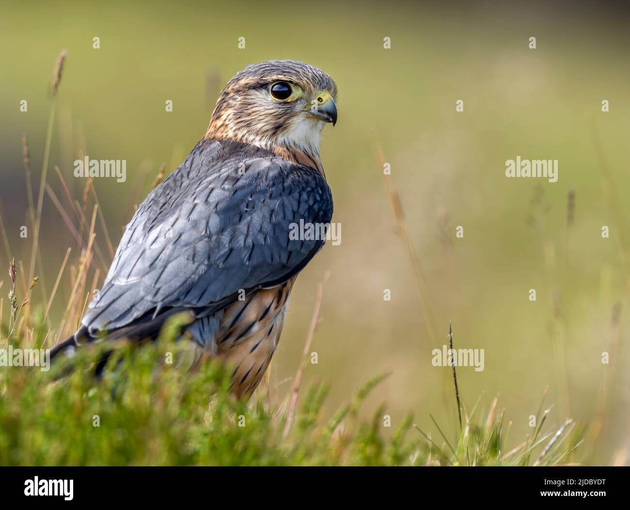 A watchful, Merlin, (Falco columbarius), one of the UKs smaller birds ...