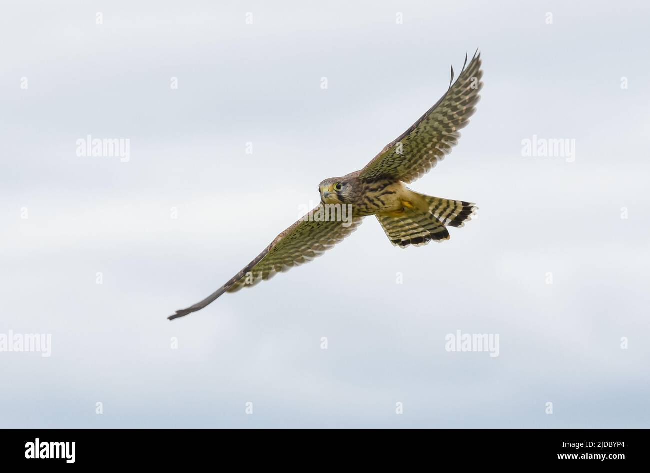 Female Kestrel in Flight, York, North Yorkshire. Falco tinnunculus ...