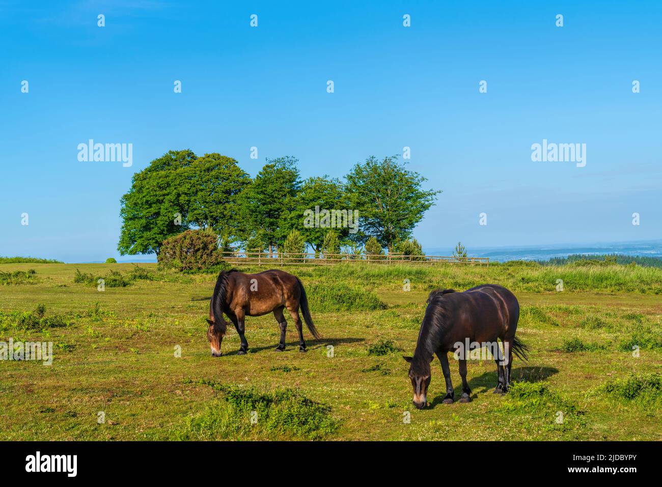 Exmoor ponies and Seven Sisters Trees Quantock Hills Somerset England ...