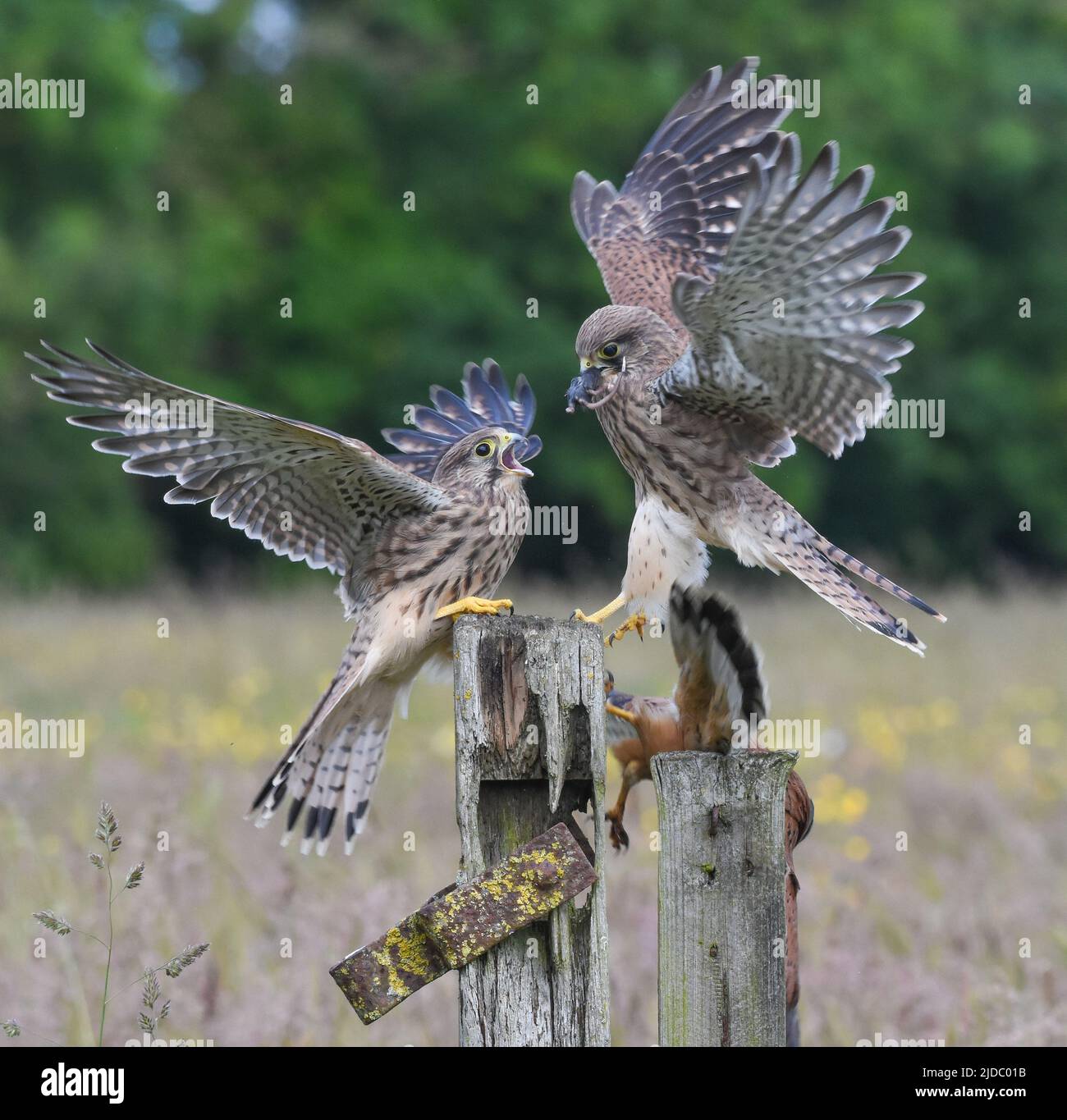 Kestrel fledgling hi-res stock photography and images - Alamy