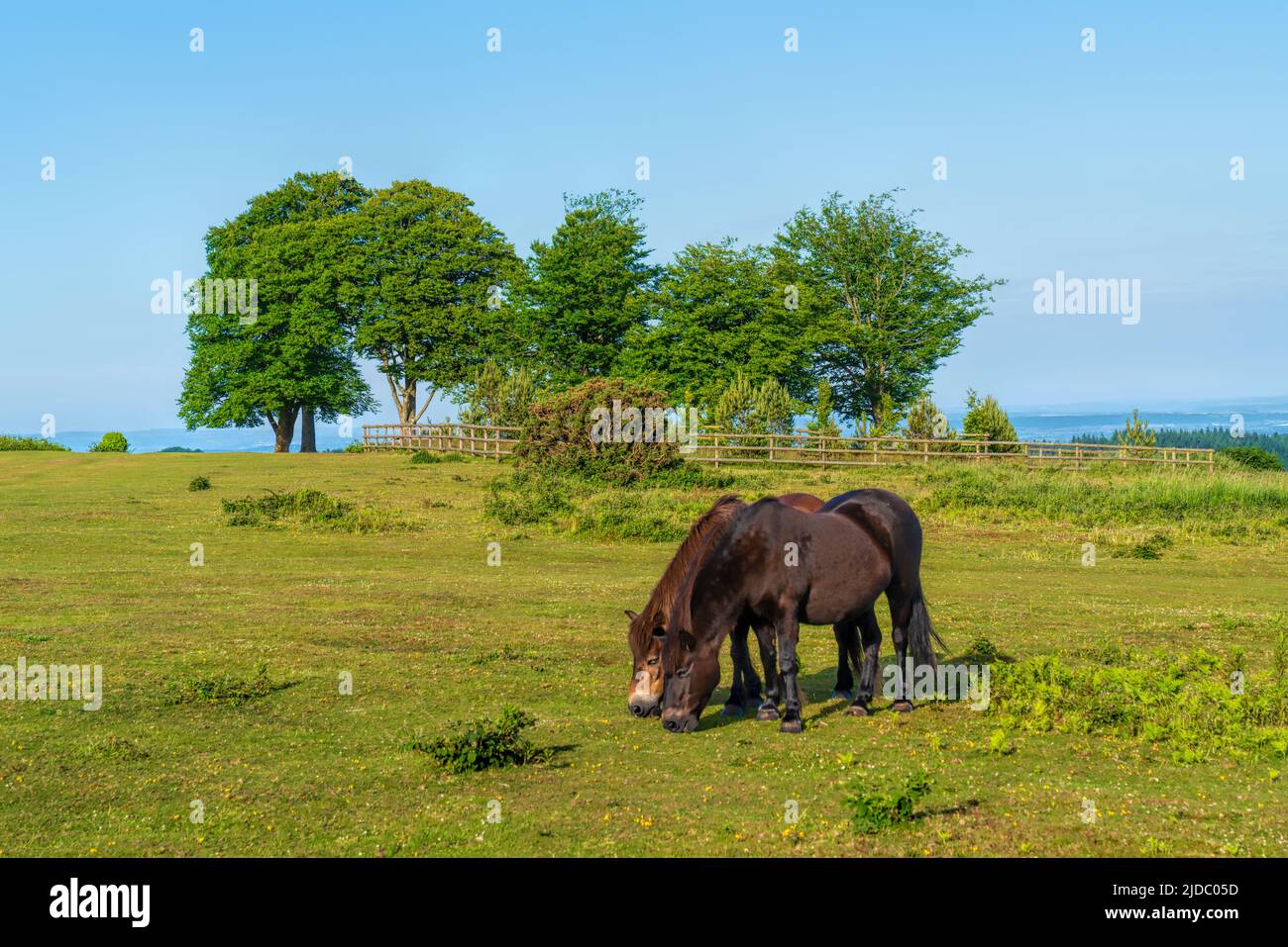 Wild ponies country scene with Seven Sisters Trees Quantock Hills ...