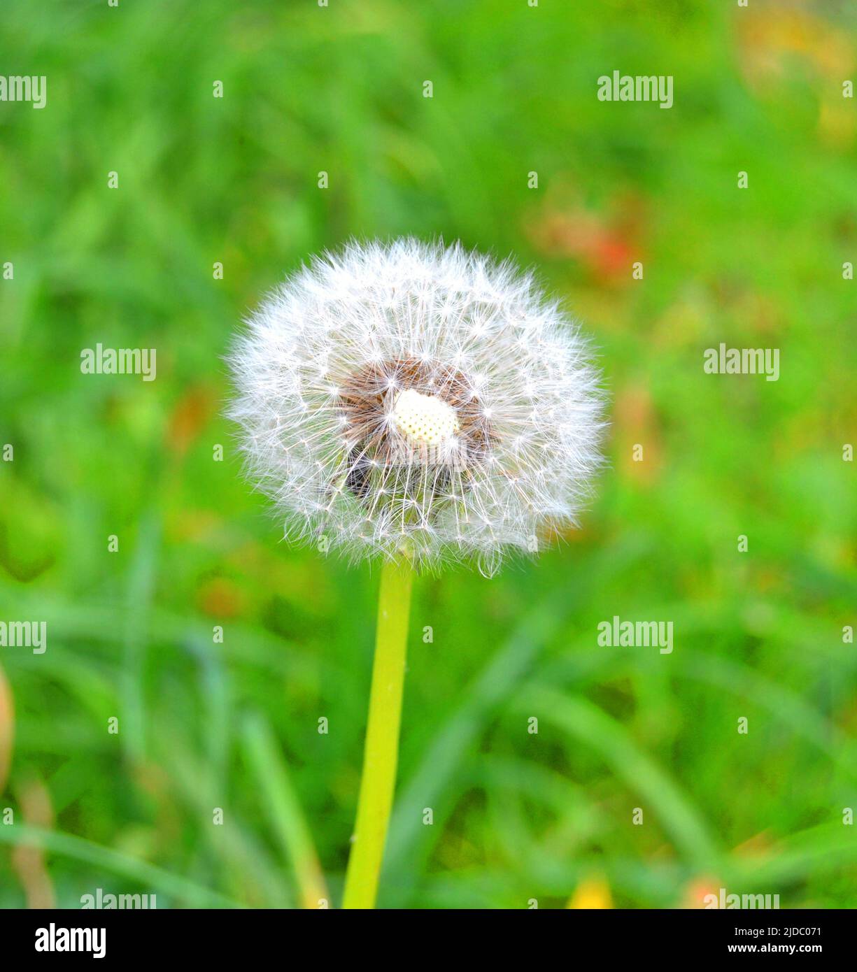 Bloomed dandelion in nature grows from green grass. Old dandelion ...
