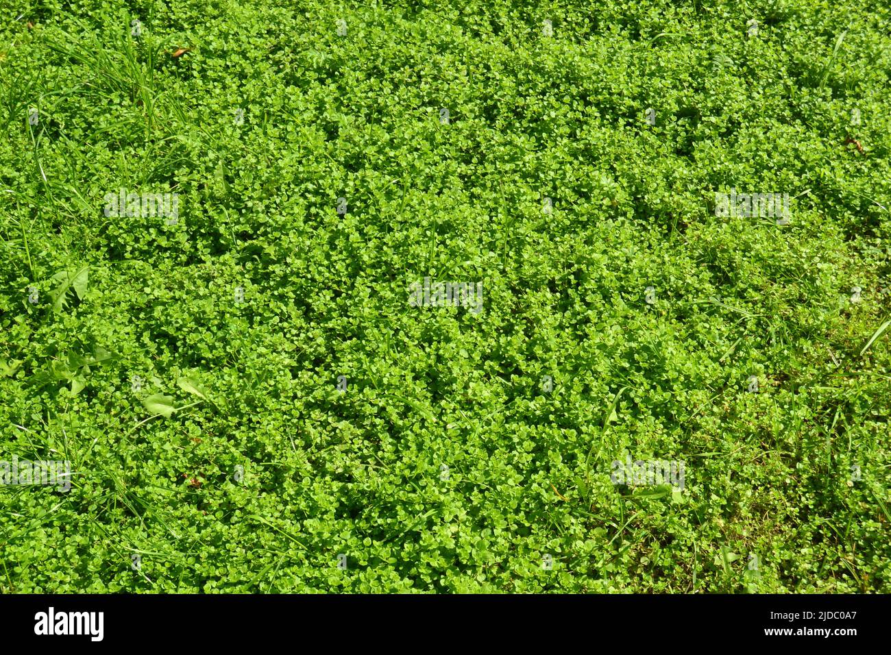 Green grass background. Close-up. Green grass texture. Green grass ...
