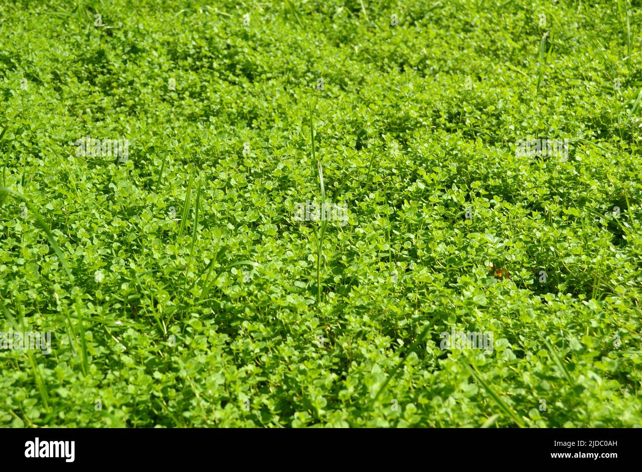 Green grass background. Close-up. Green grass texture. Green grass ...