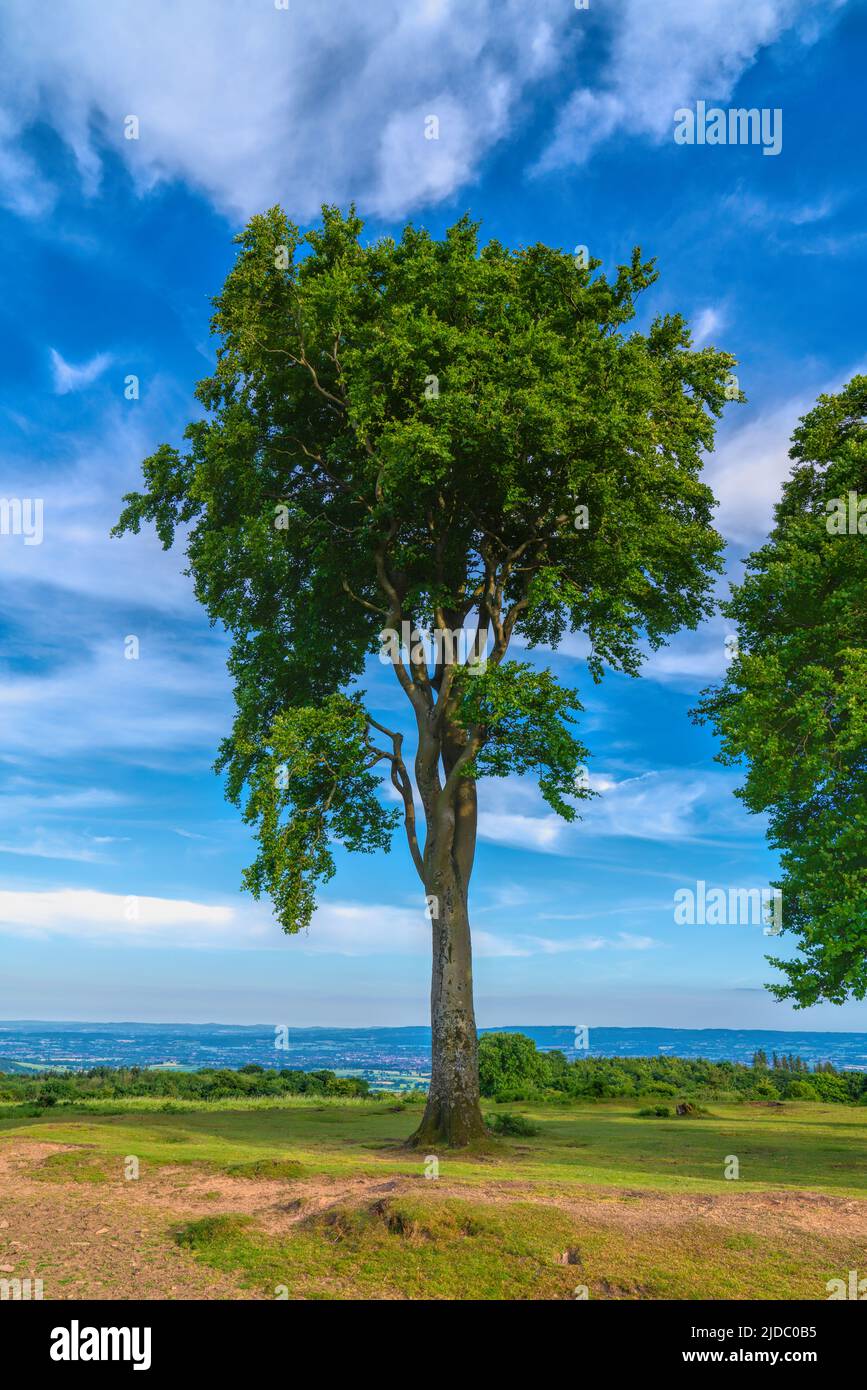 Beech tree beautiful blue sky seven sisters trees Cothelstone Hill The ...