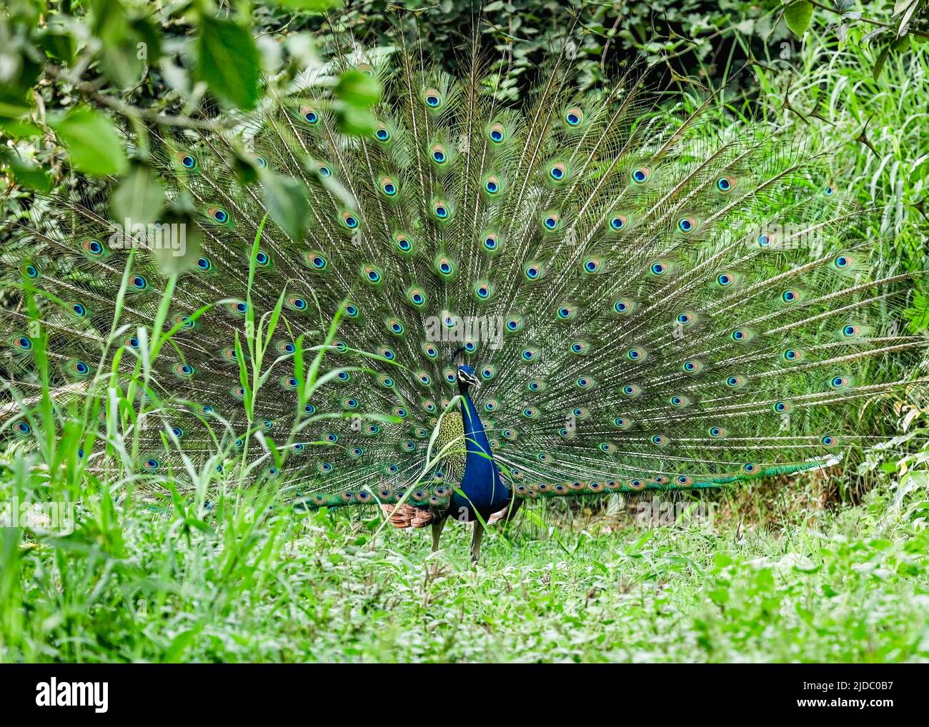 Peacock dancing hi-res stock photography and images - Alamy
