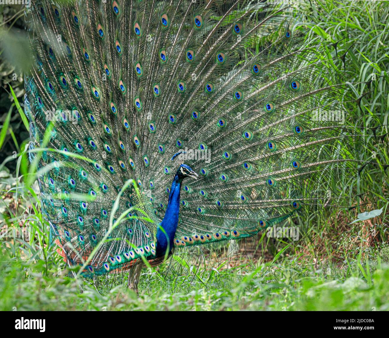Dancing peacock with a side pose Stock Photo - Alamy