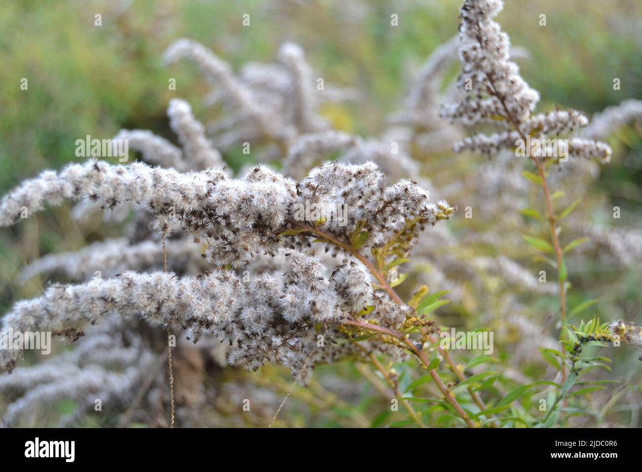 Dried fluffy goldenrod flowers of pale white color Stock Photo - Alamy