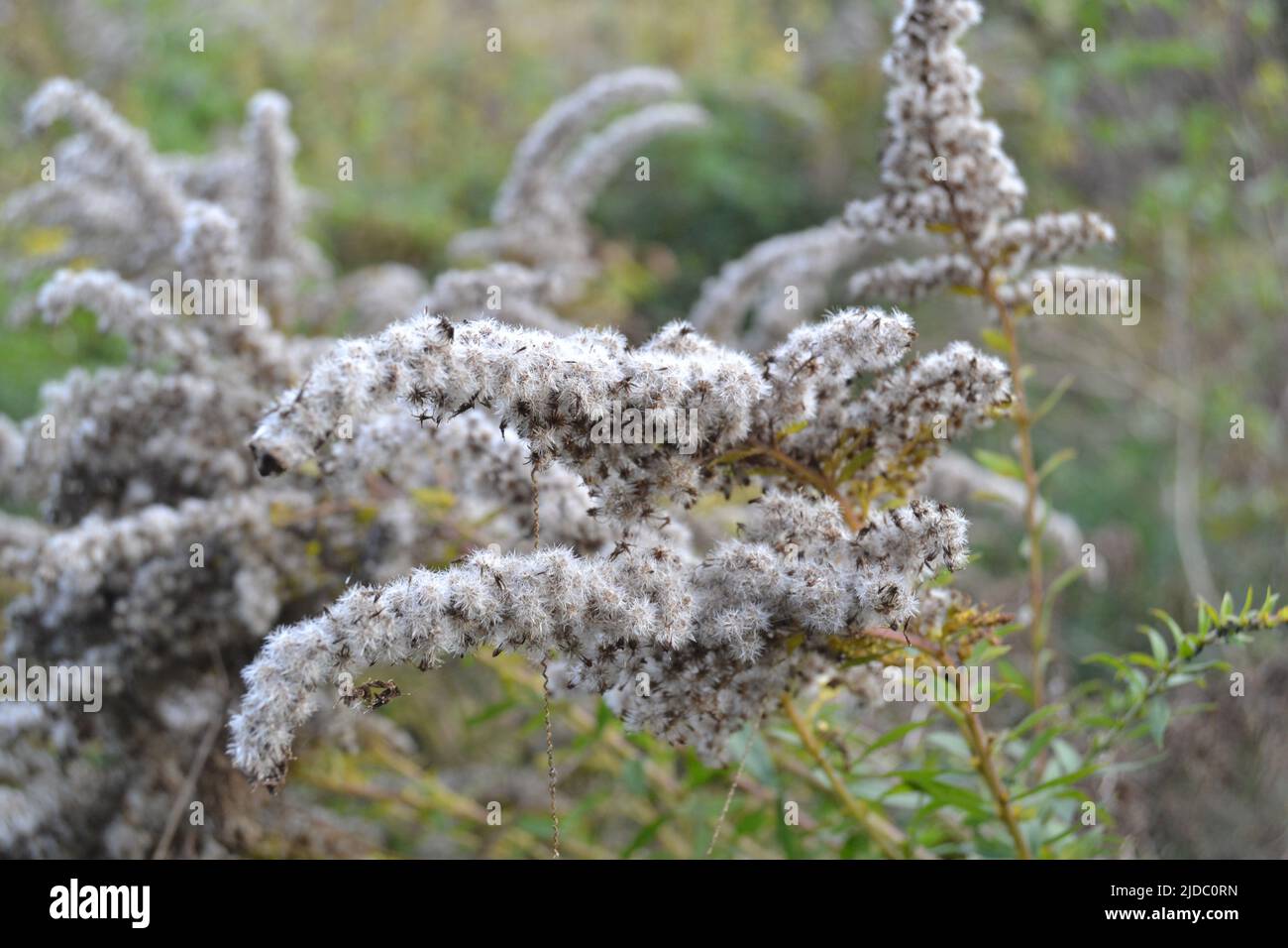 Dried fluffy goldenrod flowers of pale white color Stock Photo - Alamy