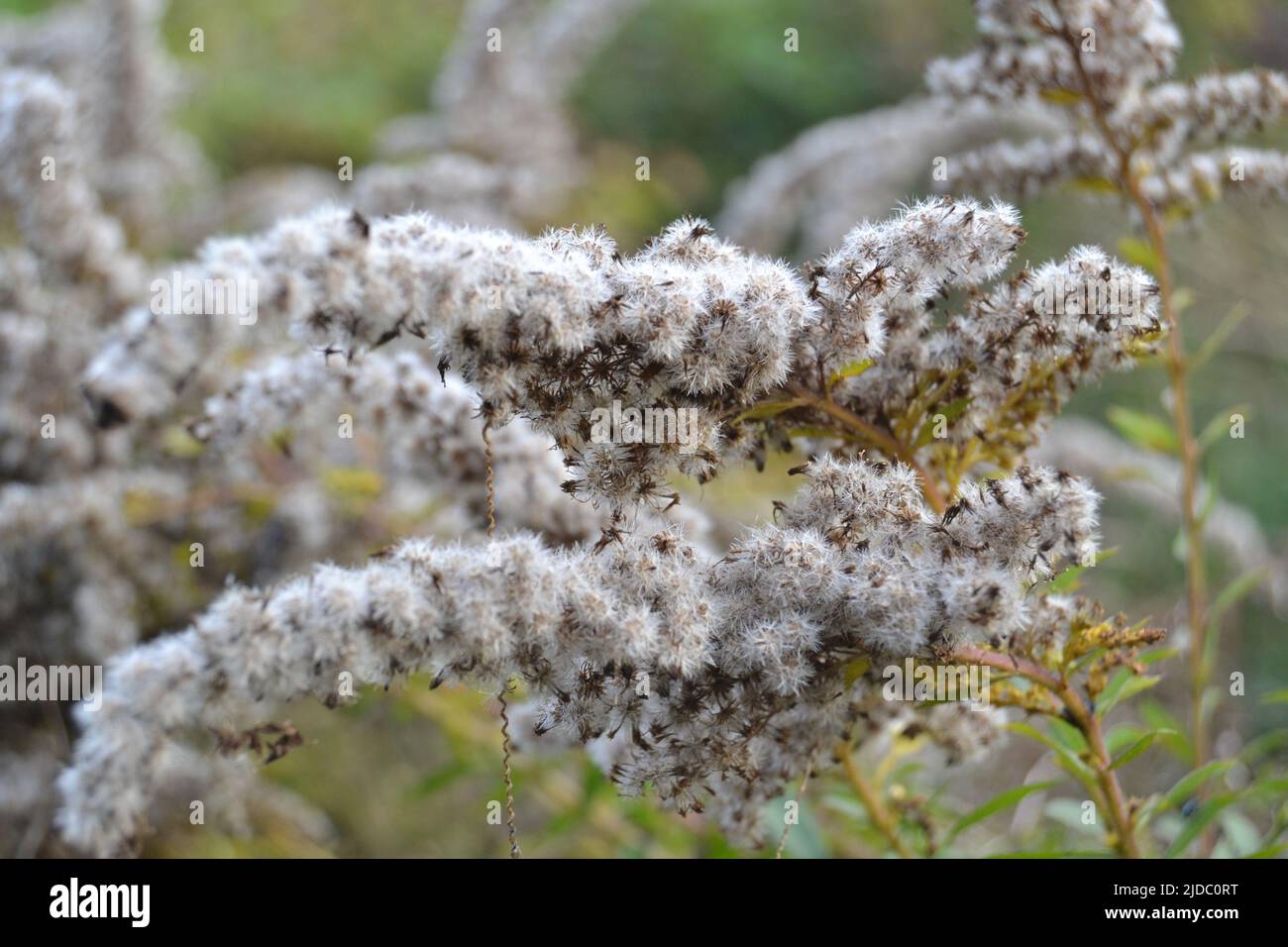 Dried fluffy goldenrod flowers of pale white color Stock Photo - Alamy