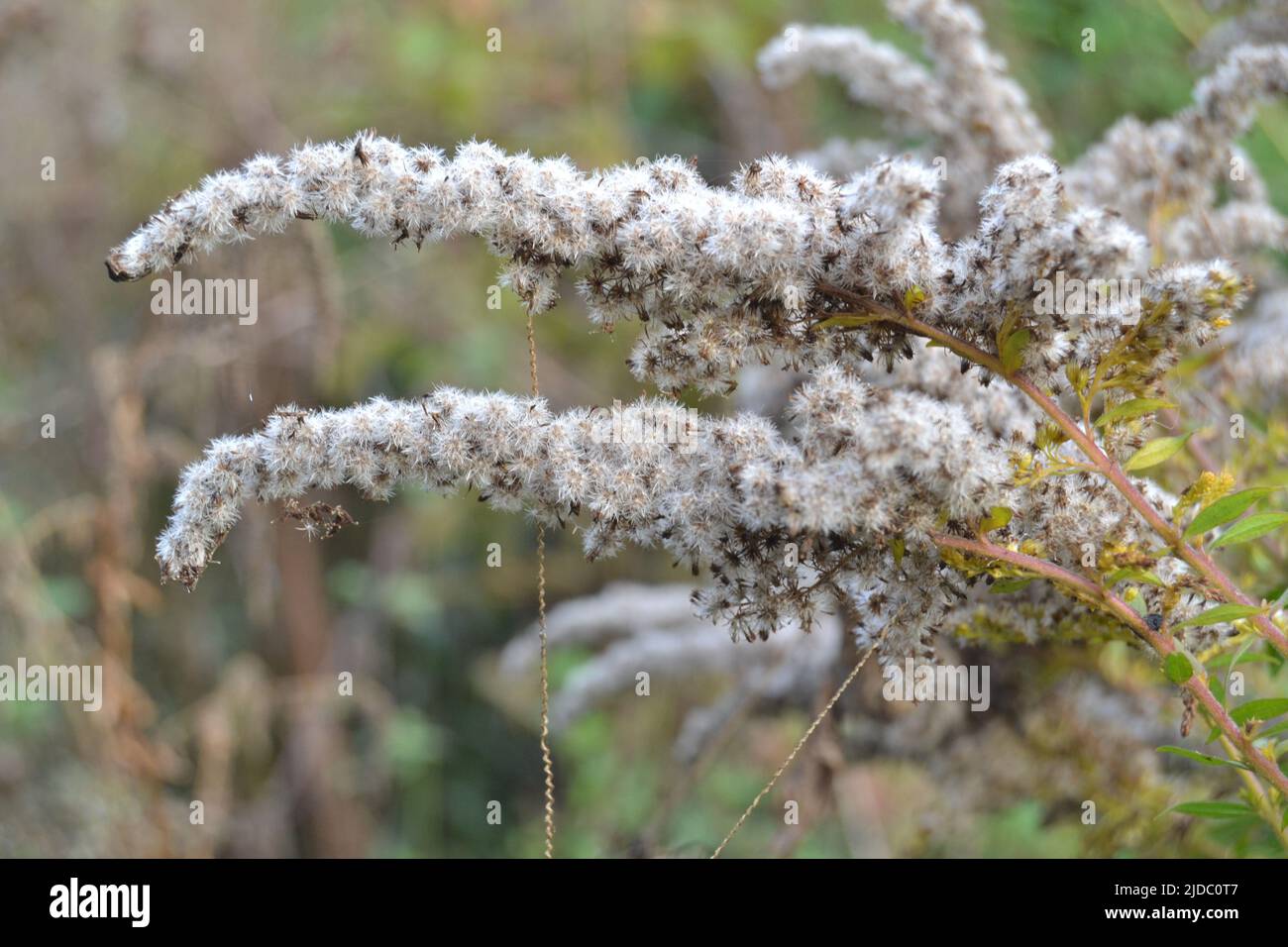 Dried fluffy goldenrod flowers of pale white color Stock Photo - Alamy