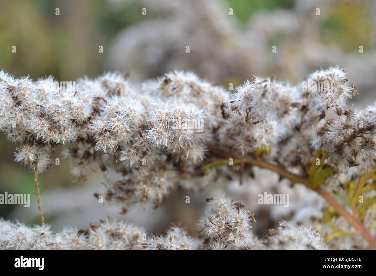 Dried fluffy goldenrod flowers of pale white color Stock Photo - Alamy