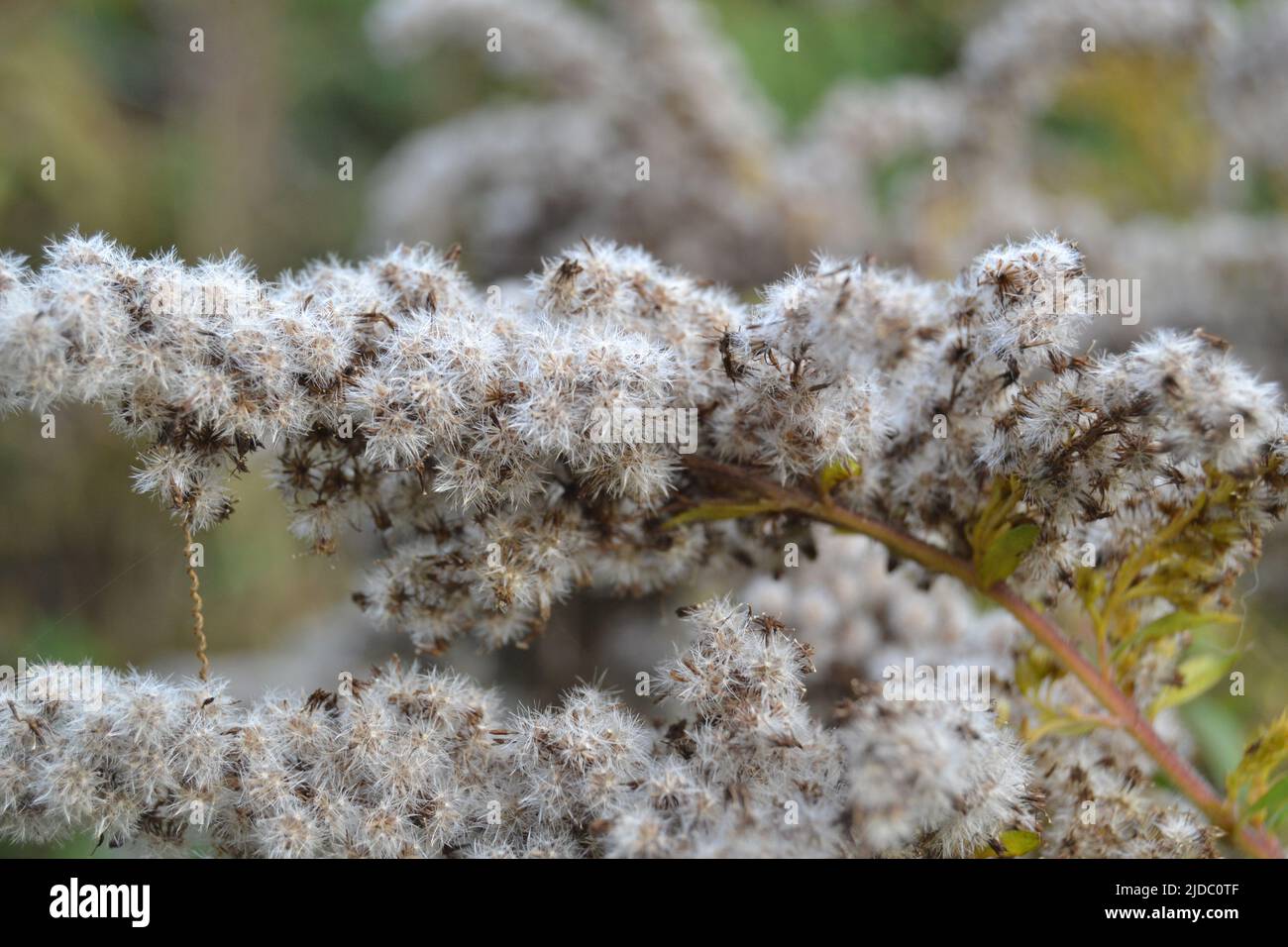 Dried fluffy goldenrod flowers of pale white color Stock Photo - Alamy