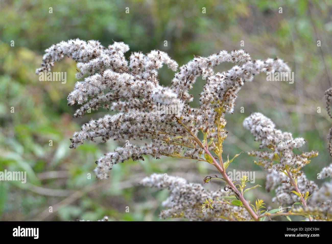 Dried fluffy goldenrod flowers of pale white color Stock Photo - Alamy