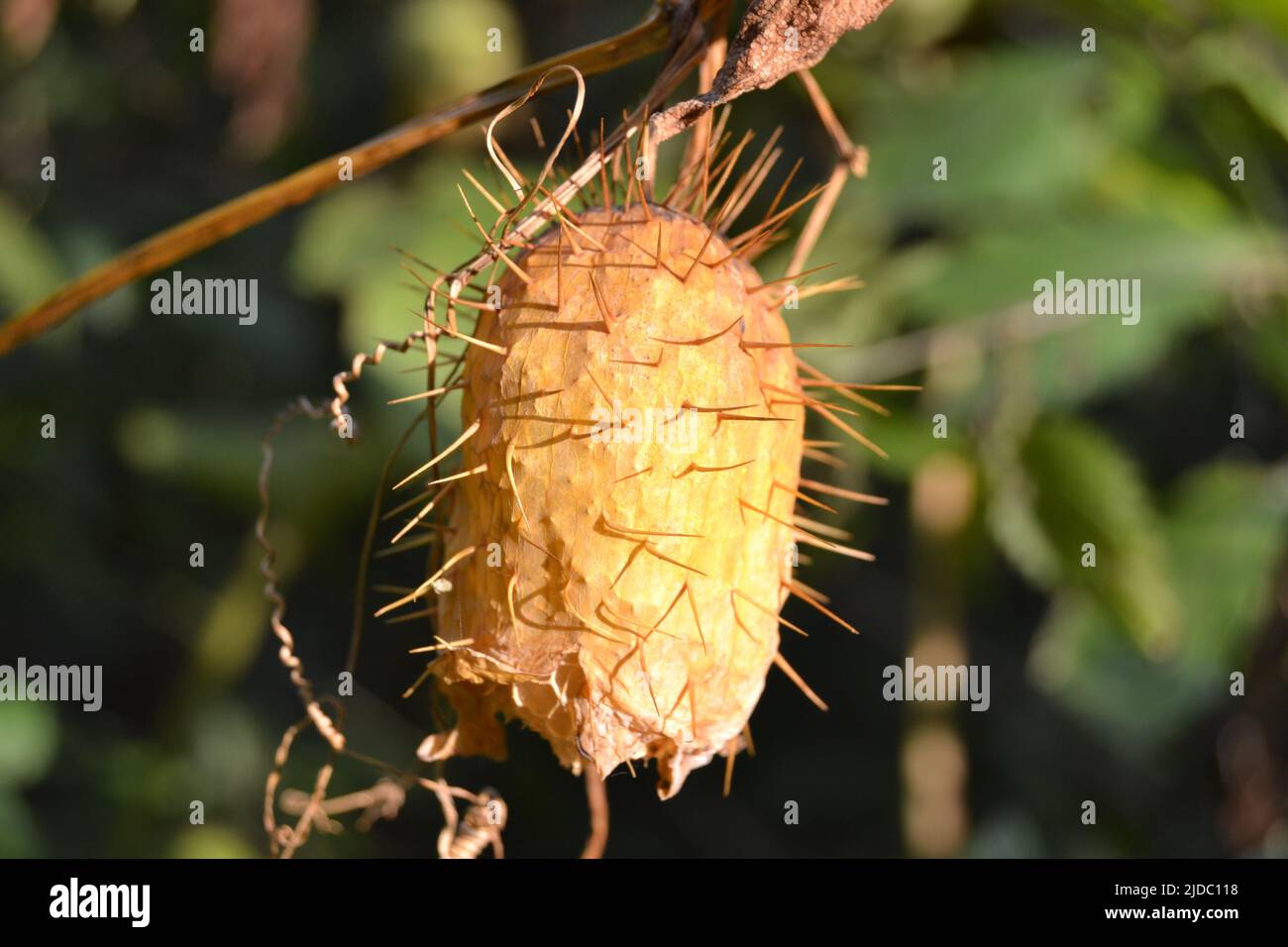 Dried fruit of Echinocystis lobata prickly and weird Stock Photo - Alamy