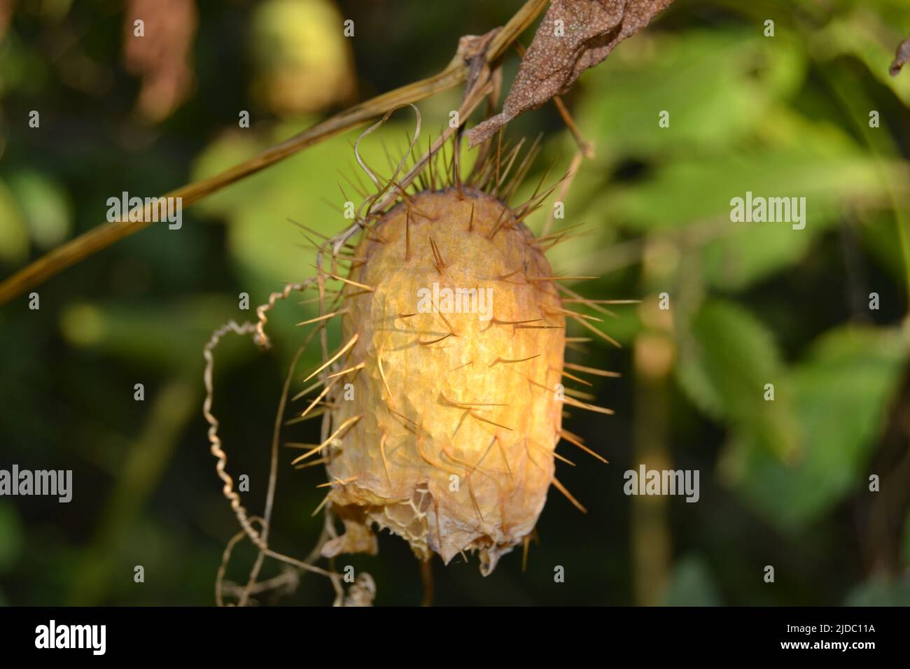 Dried fruit of Echinocystis lobata prickly and weird Stock Photo - Alamy