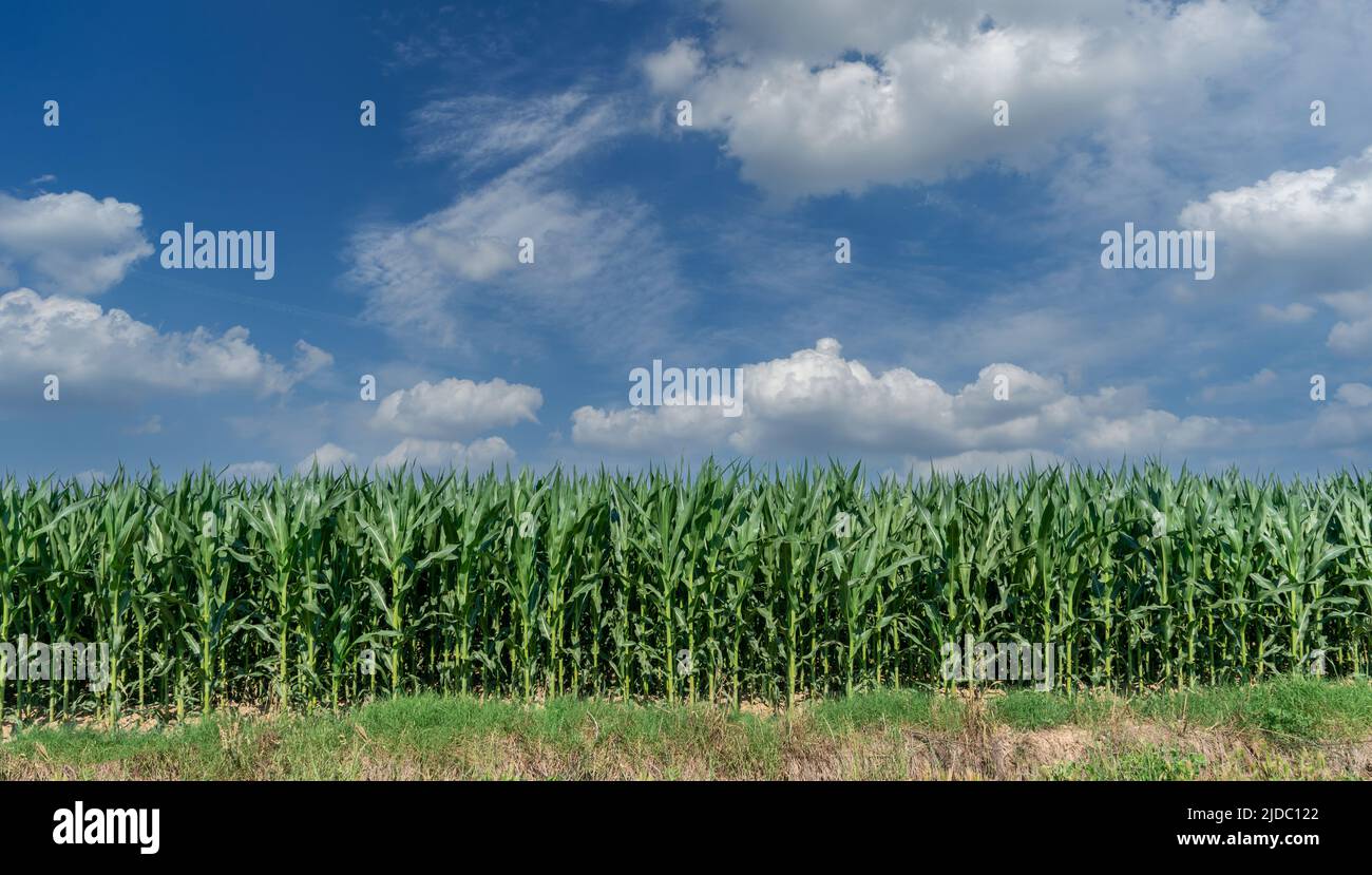 Cornfield on blue summer sky with white clouds, landscape banner, ideal ...
