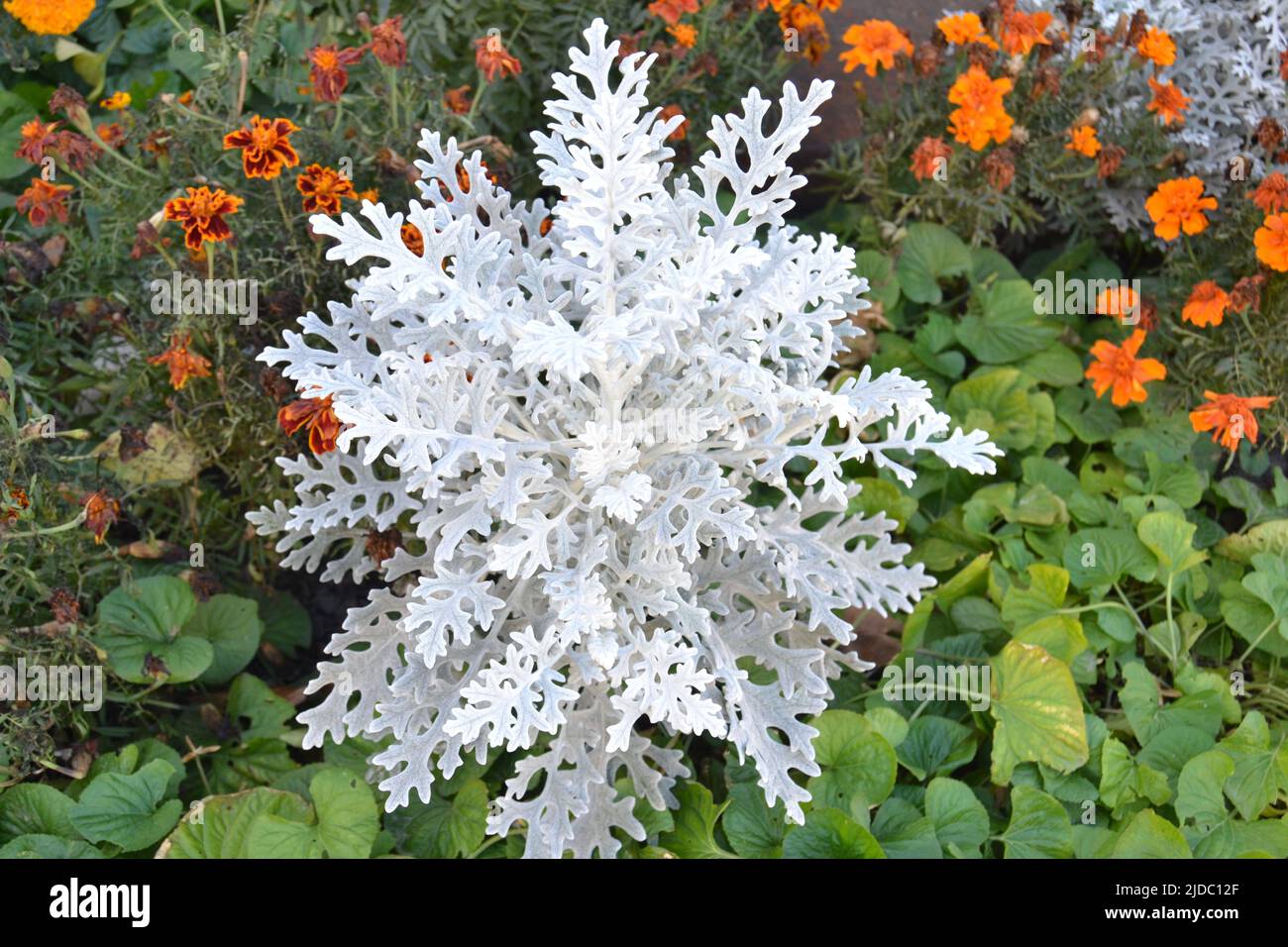 Artemisia absinthium, Absinthe leaves in the garden. Artemisia borealis ...