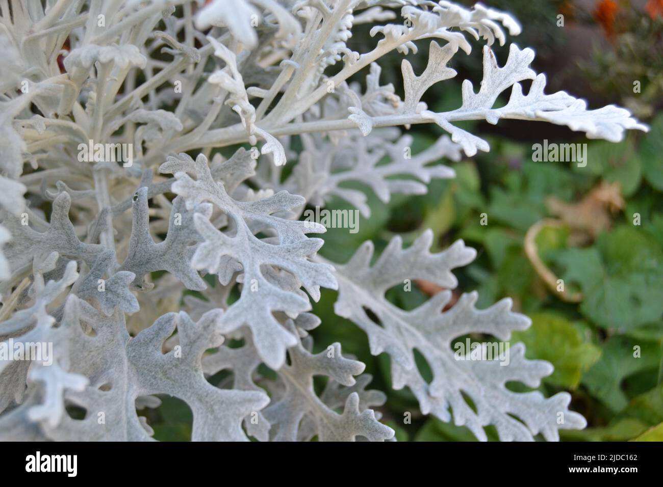 Artemisia absinthium, Absinthe leaves in the garden. Artemisia borealis ...
