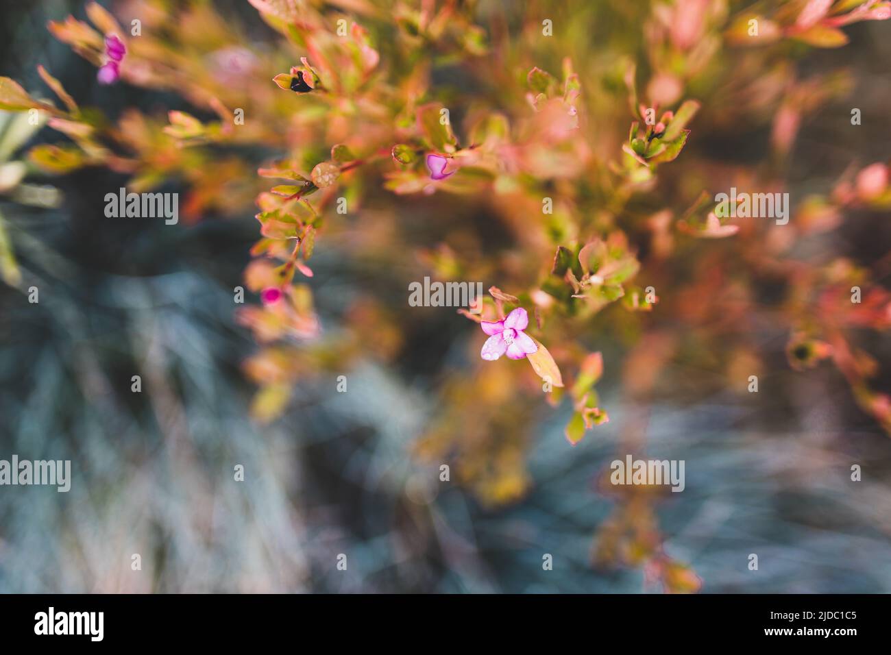 native Australian pink crowea plant with flower and golden leaves in ...