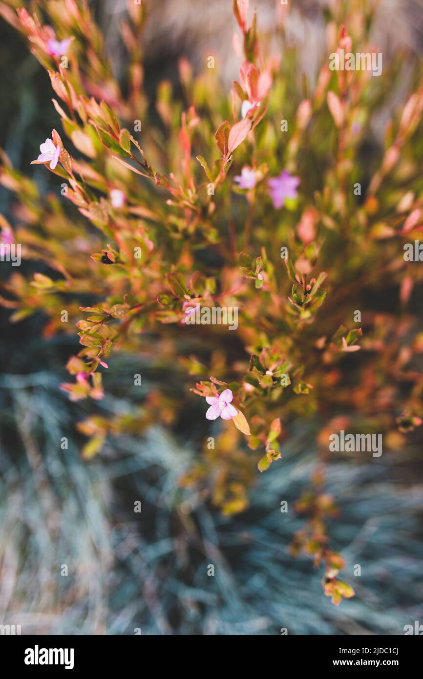 native Australian pink crowea plant with flower and golden leaves in ...