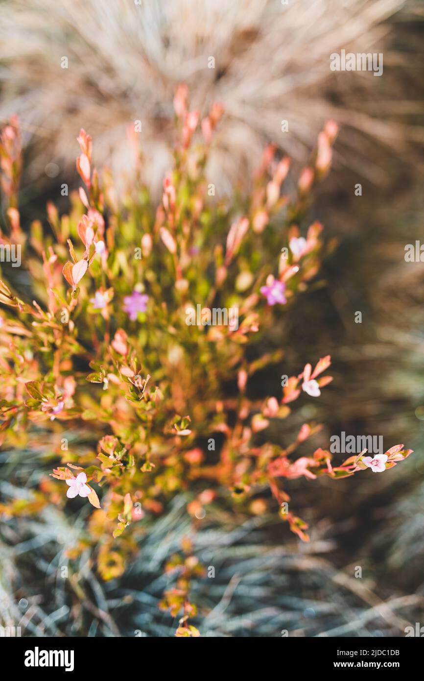 native Australian pink crowea plant with flower and golden leaves in ...