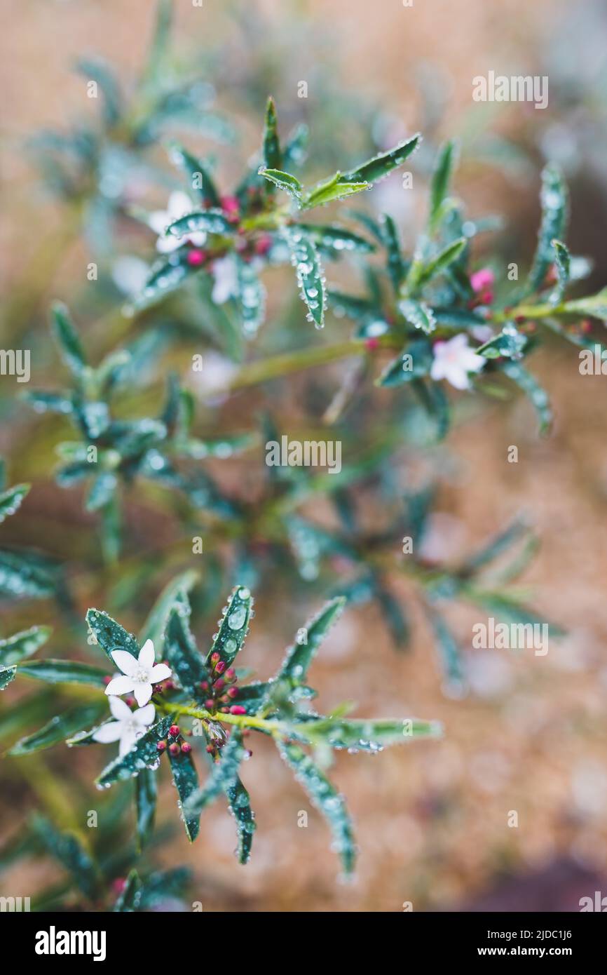 eriostemon philotheca plant with pink flowers with raindrops and frost ...