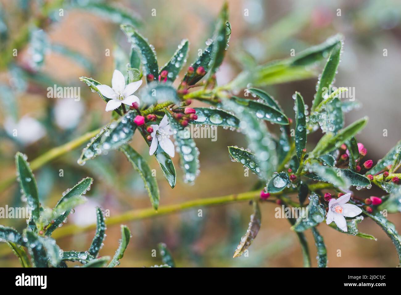 eriostemon philotheca plant with pink flowers with raindrops and frost ...