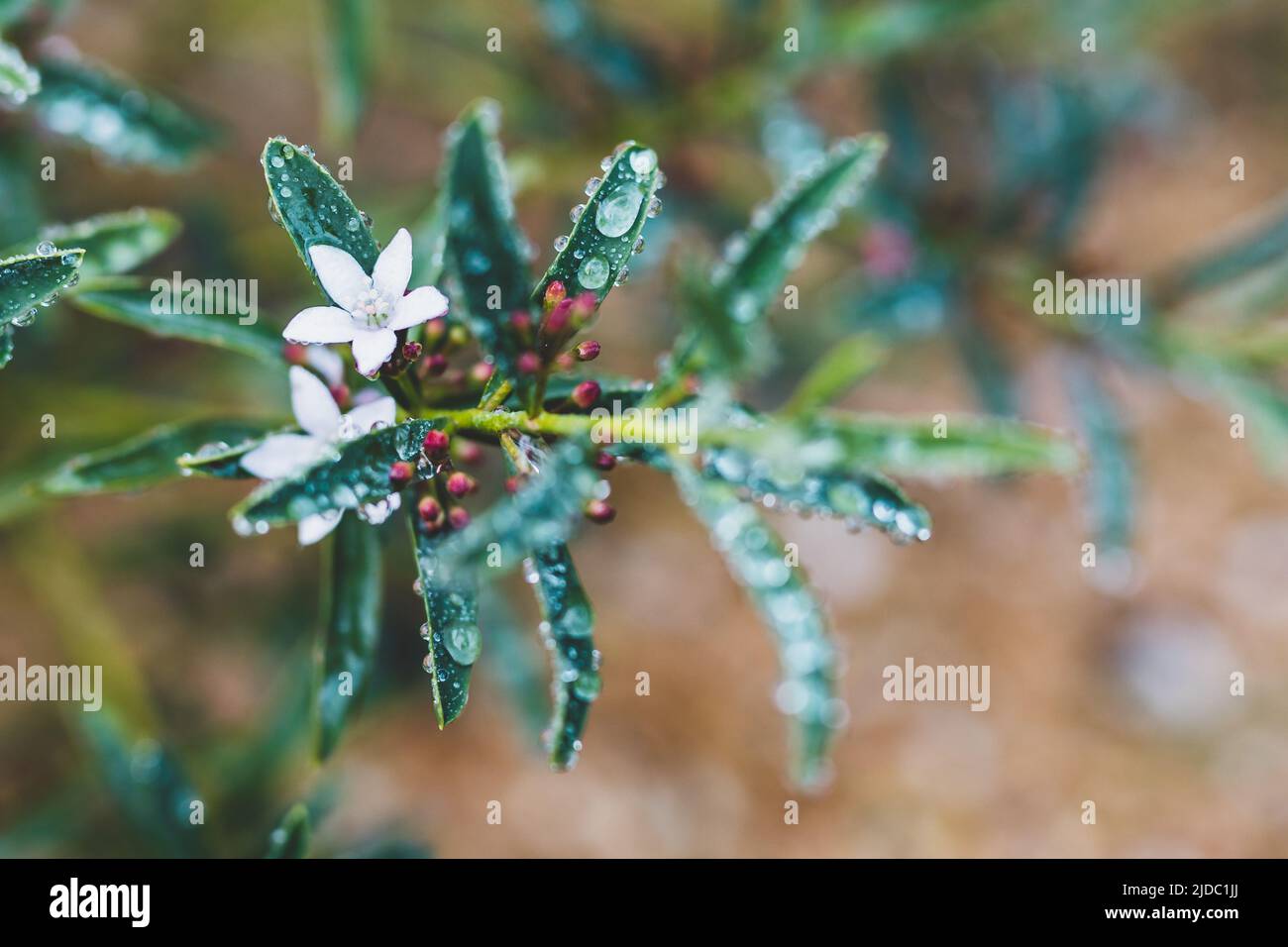 eriostemon philotheca plant with pink flowers with raindrops and frost ...