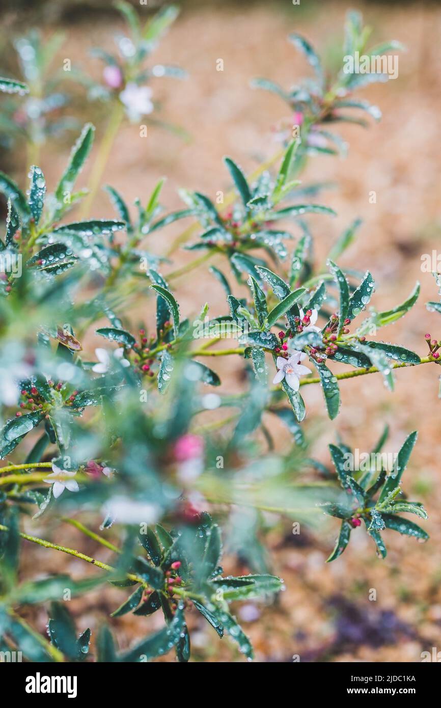 eriostemon philotheca plant with pink flowers with raindrops and frost ...