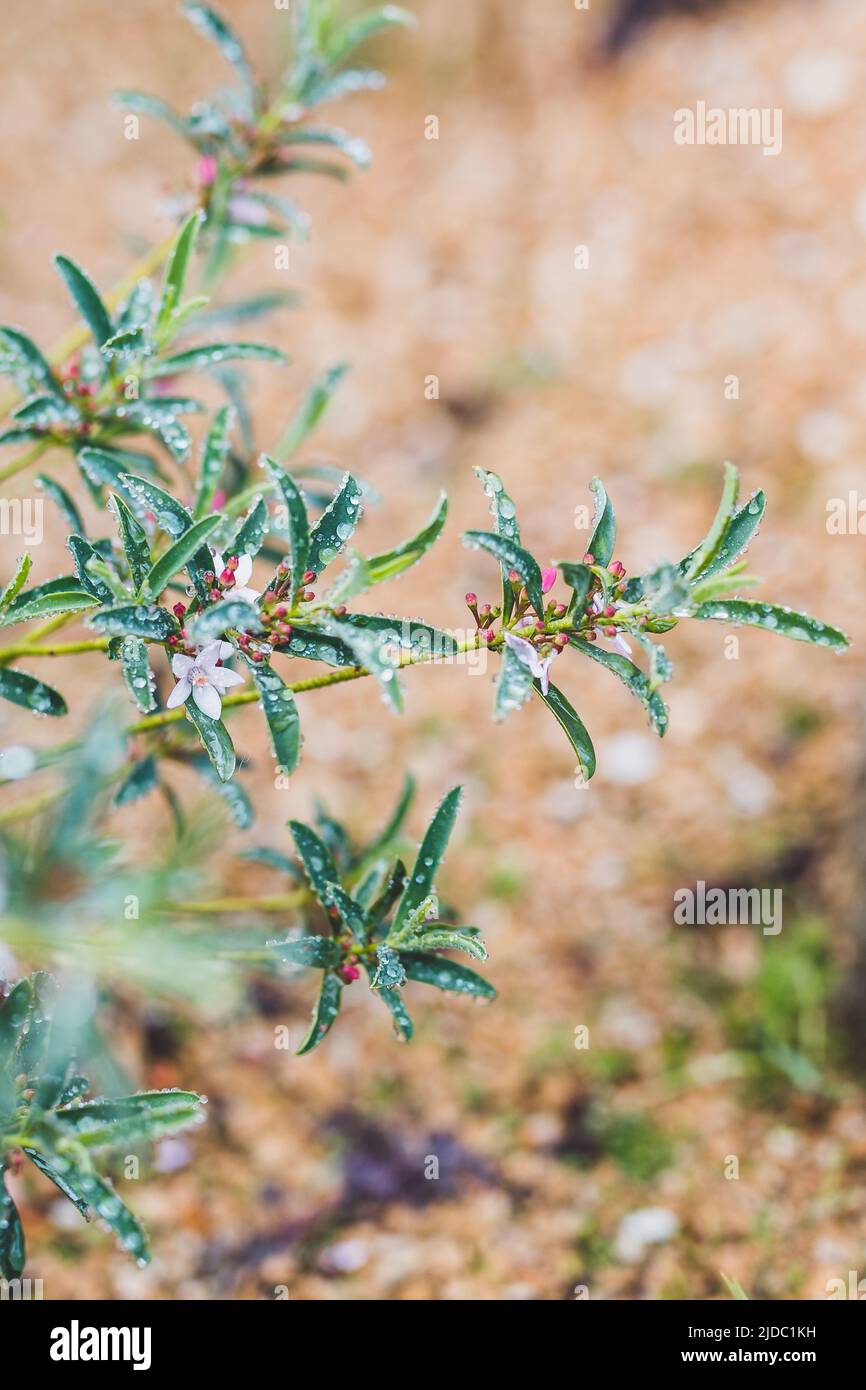eriostemon philotheca plant with pink flowers with raindrops and frost ...