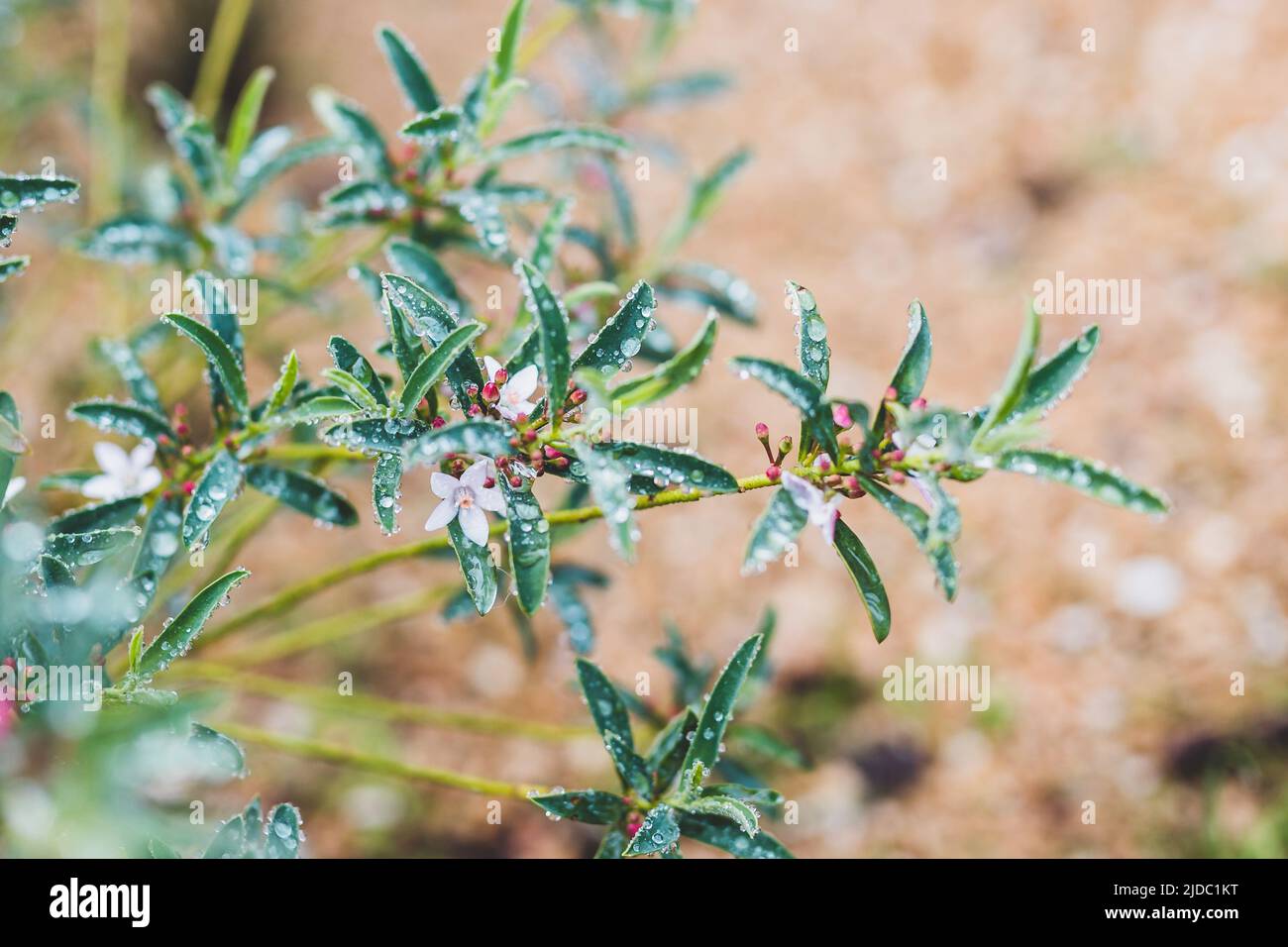 eriostemon philotheca plant with pink flowers with raindrops and frost ...