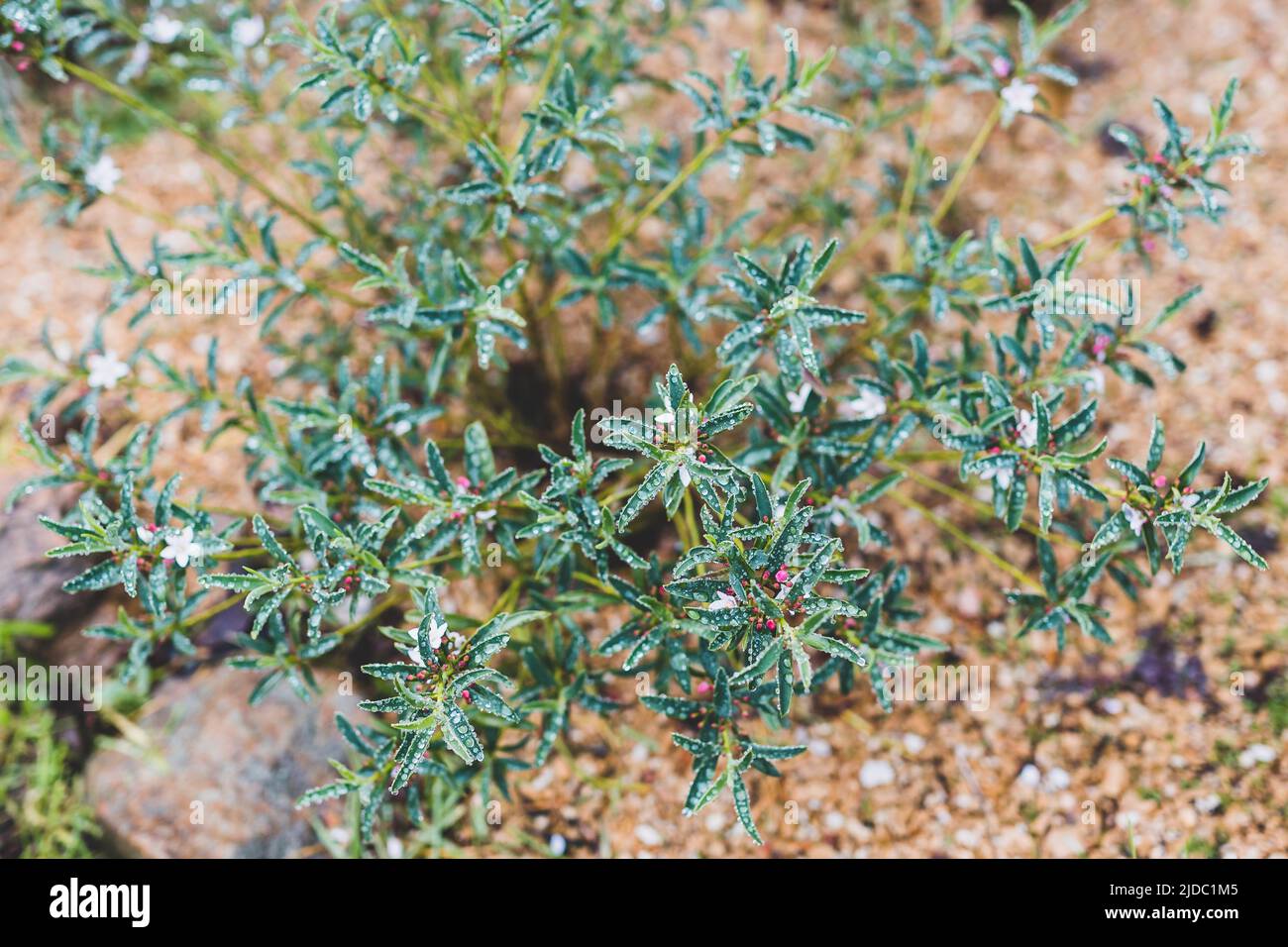 eriostemon philotheca plant with pink flowers with raindrops and frost ...