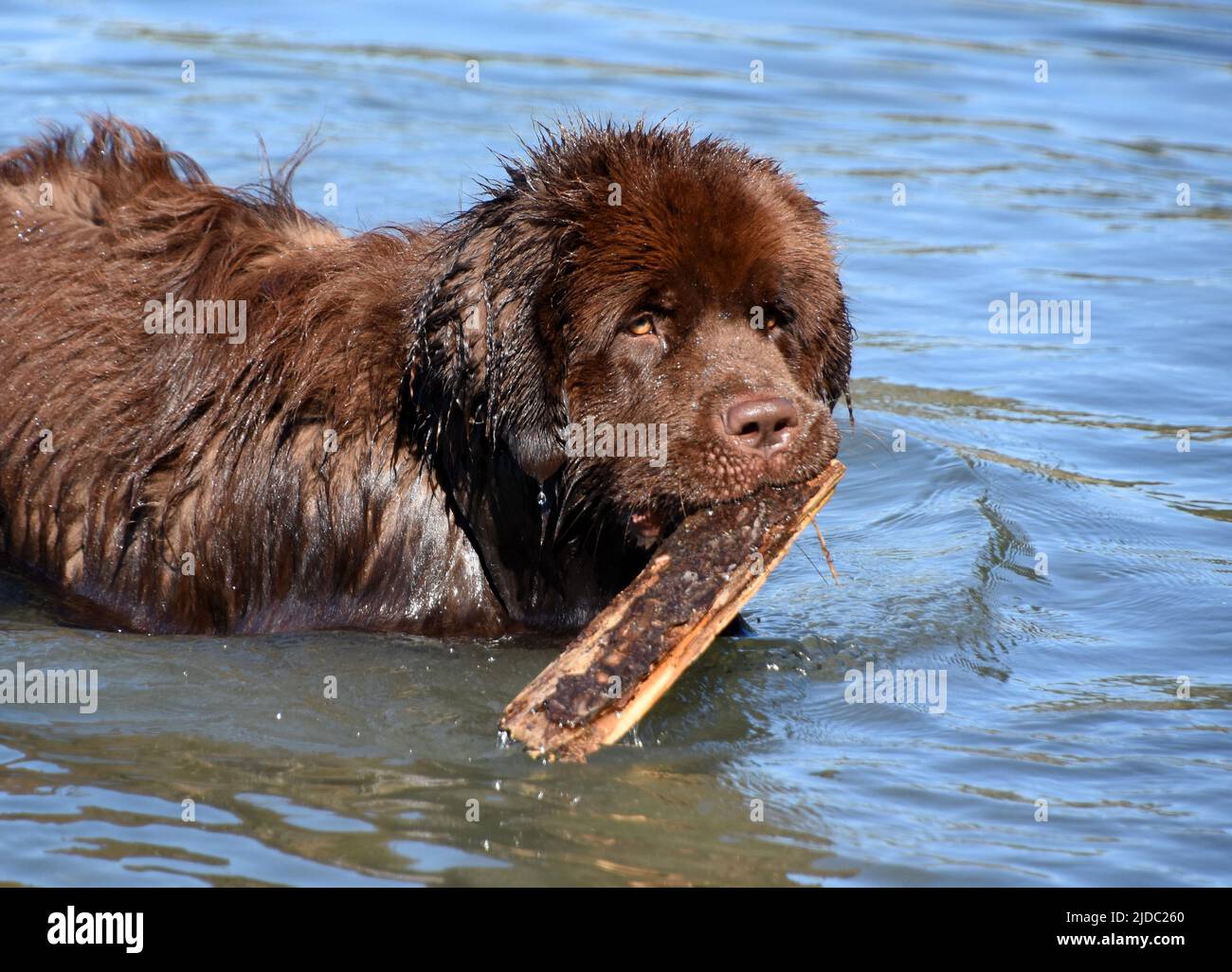 Swimming brown Newfoundland dog with a large stick Stock Photo - Alamy