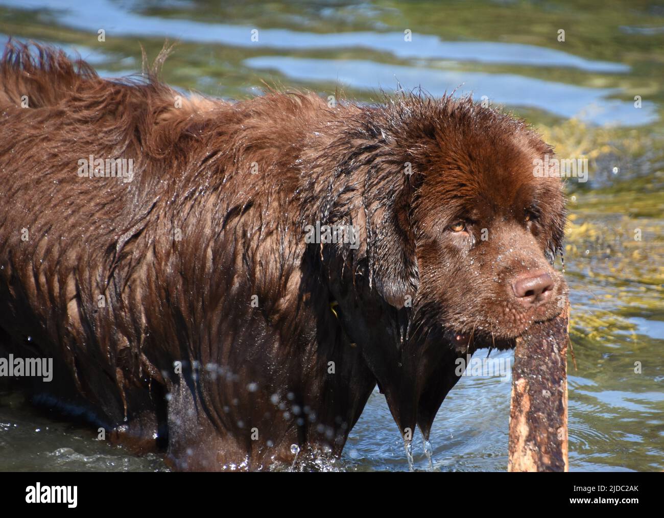 Large wet Newfoundland dog with a stick in his mouth Stock Photo - Alamy