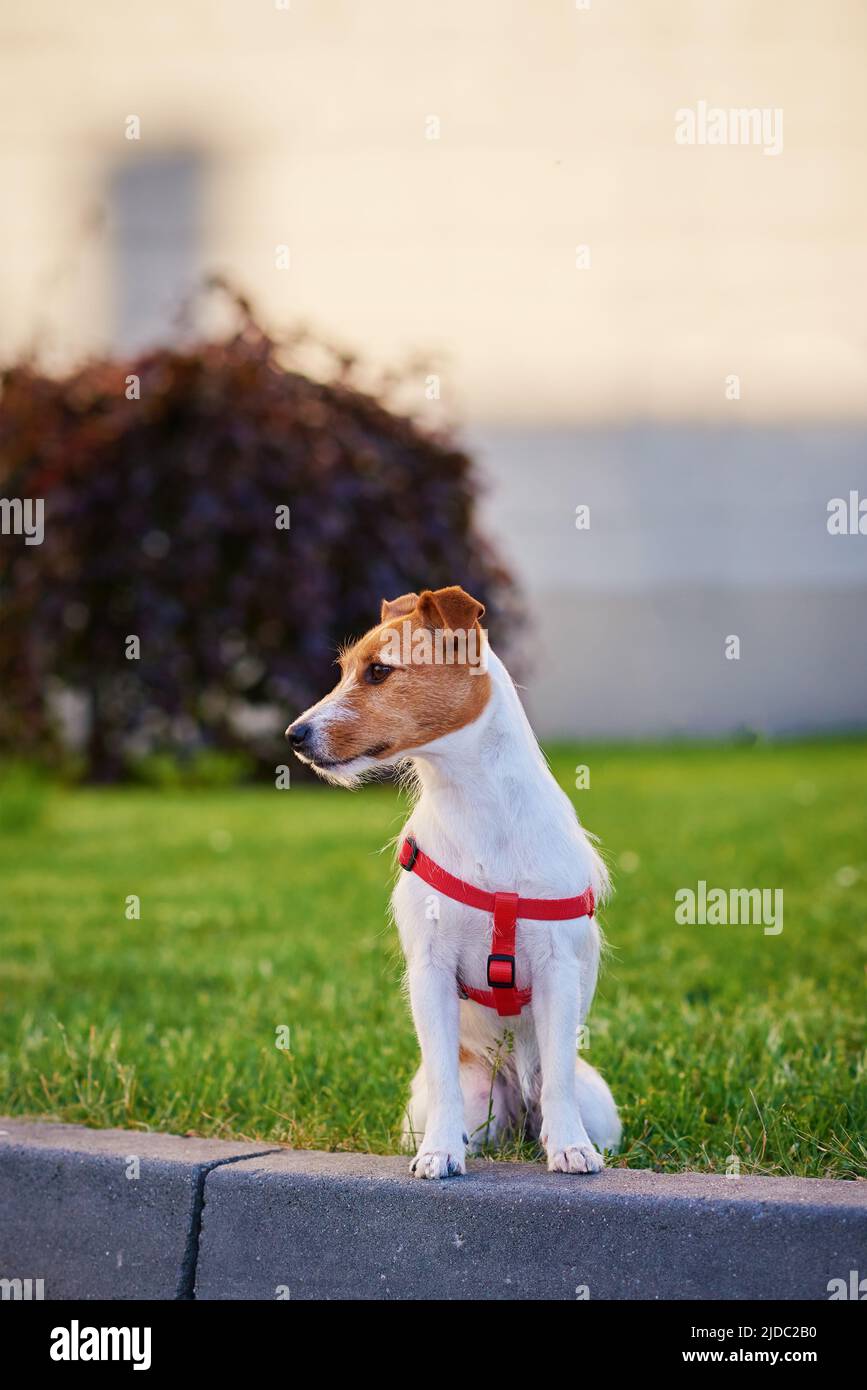 Dog sitting on pavement while walking at city street at summer day ...