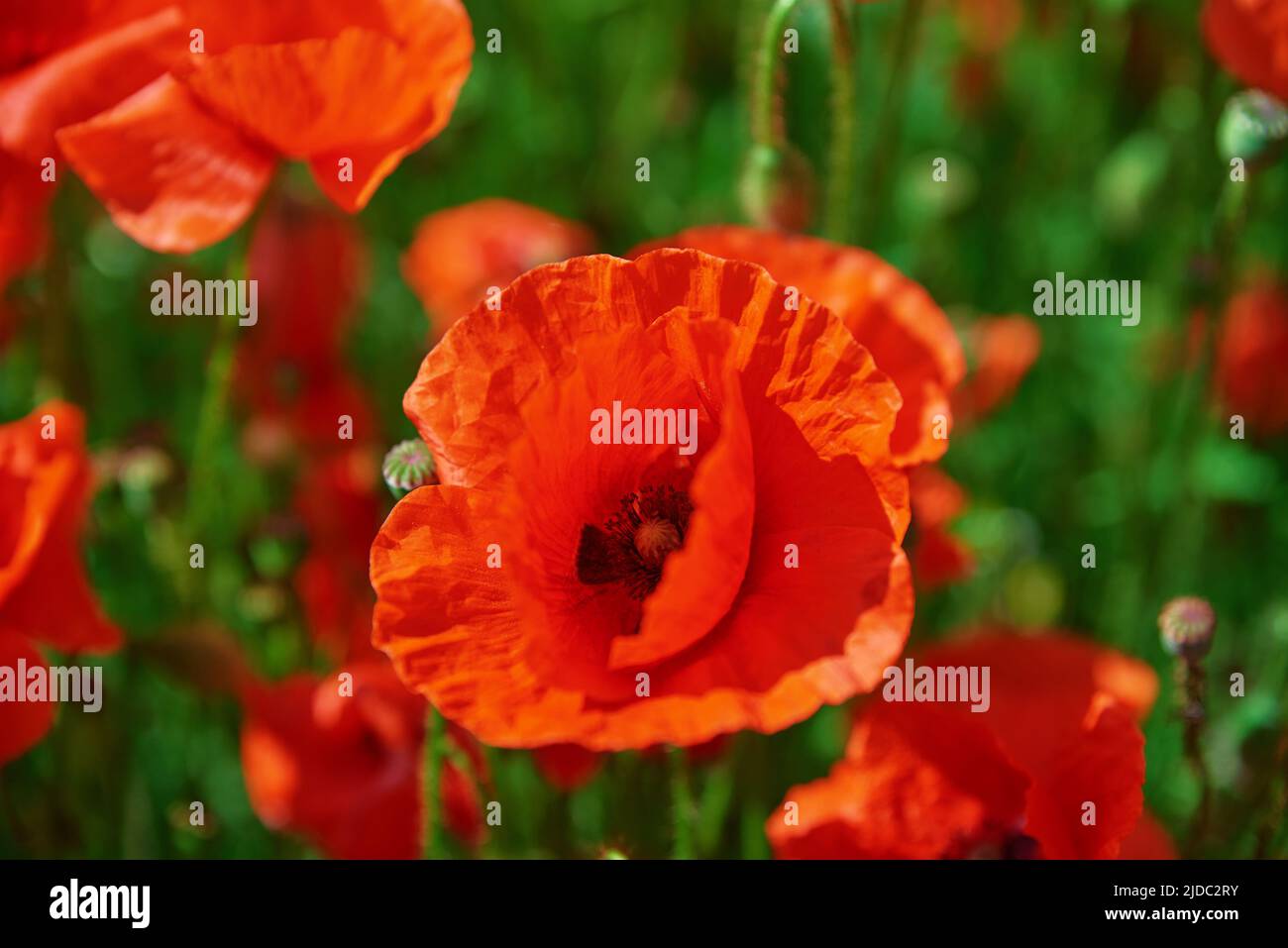 Blooming red poppy flowers in green field, Beautiful natural landscape ...
