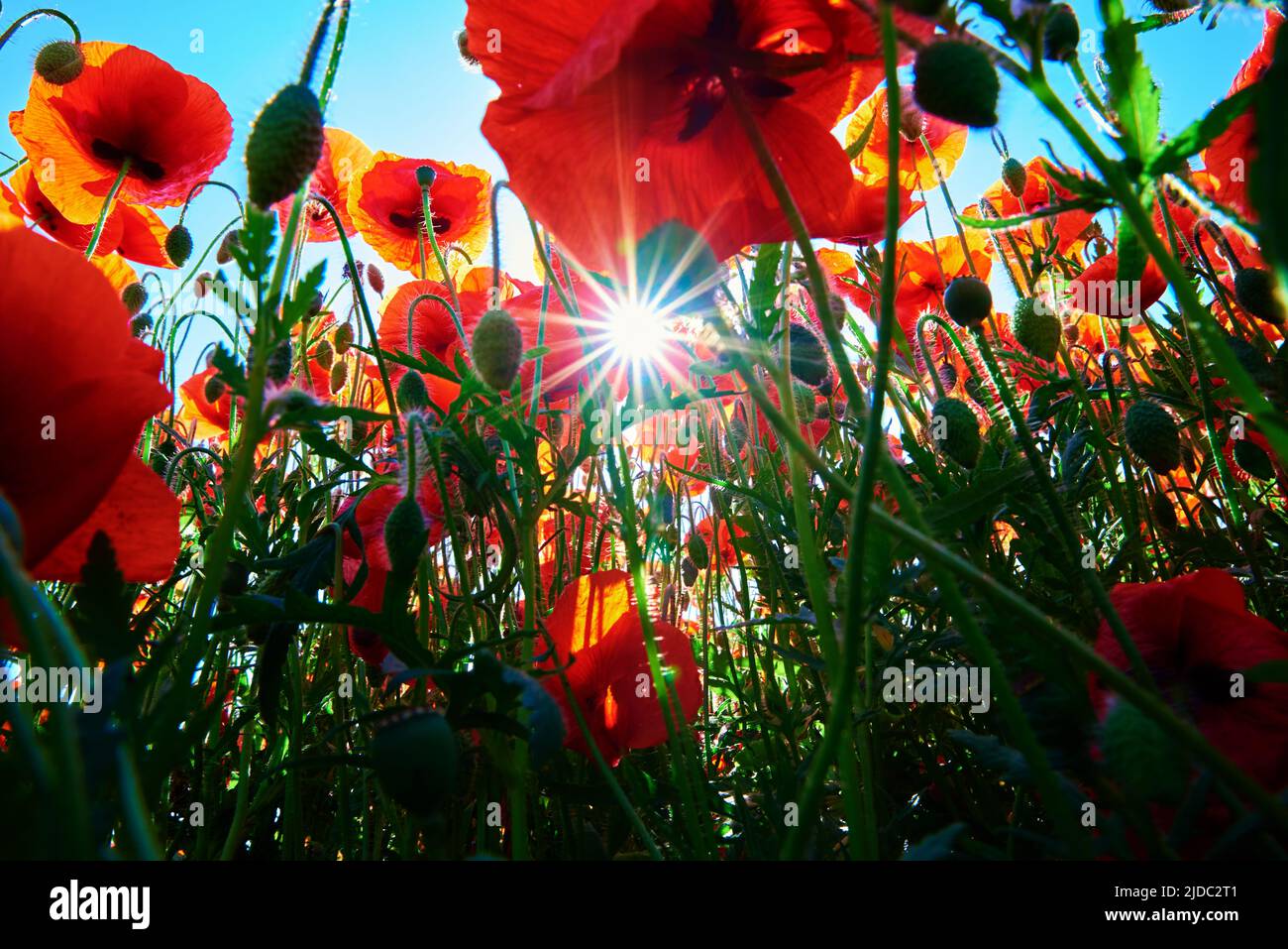 Blooming red poppy flowers in green field against blue sky with sunbeam ...