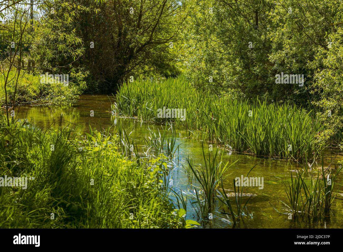 River Leach; north of Eastleach, Gloucestershire Stock Photo - Alamy