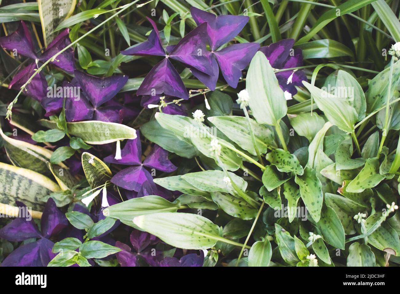 Green leaves texture of oxalis triangularis. Natural background ...