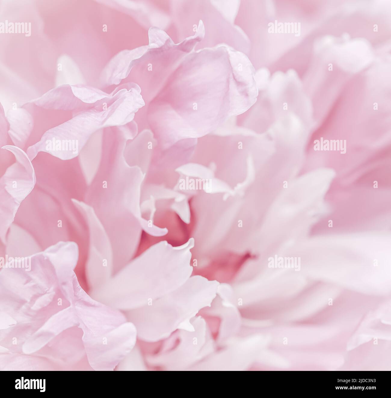 Soft focus, abstract floral background, pink peony flower petals. Macro ...