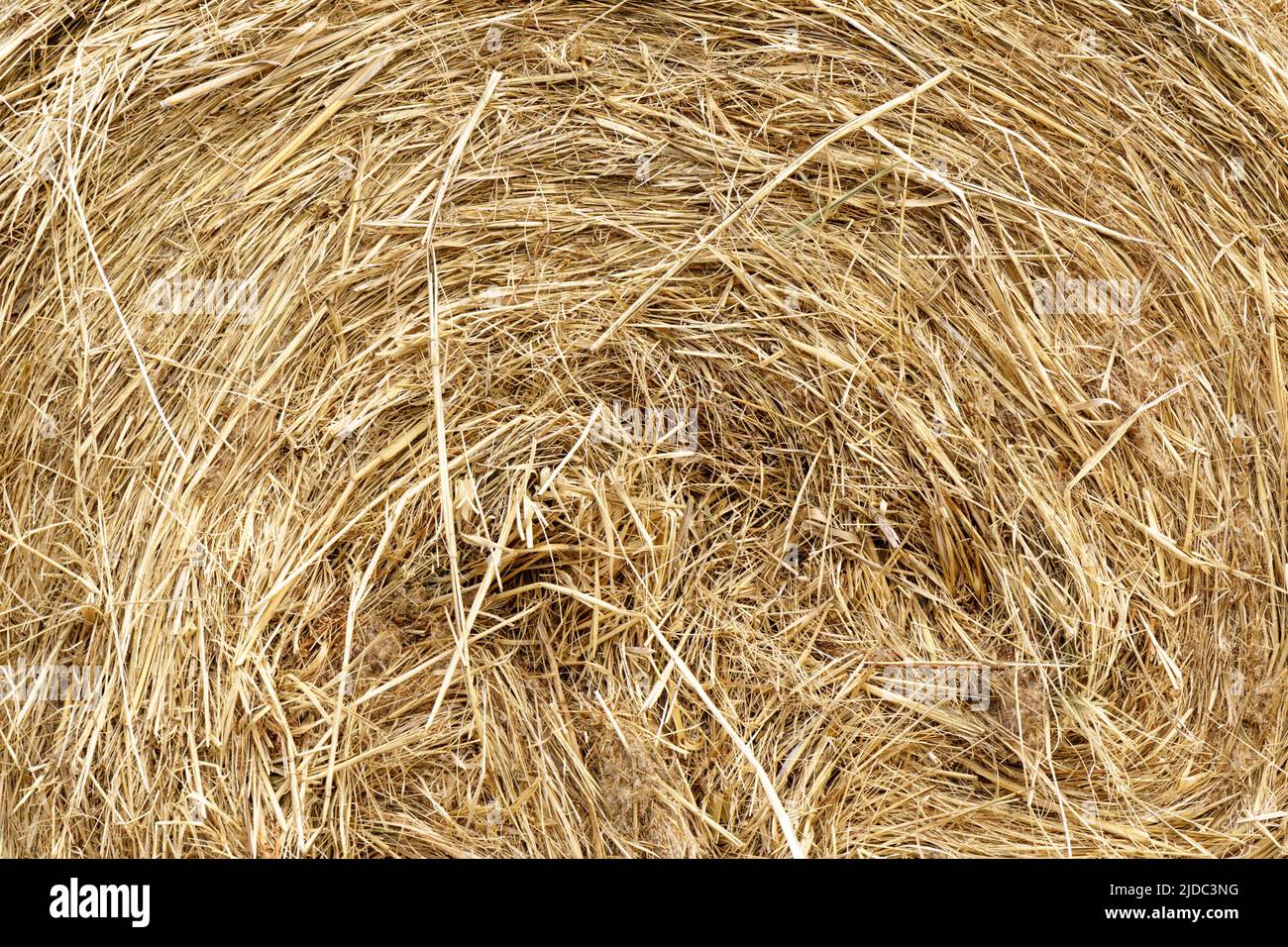 Straw, dry straw, hay straw yellow background, hay straw texture Stock ...