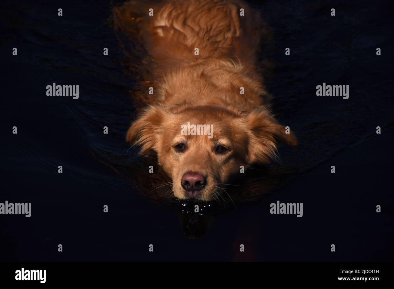 Very cute toller dog swimming in murky dark waters Stock Photo - Alamy