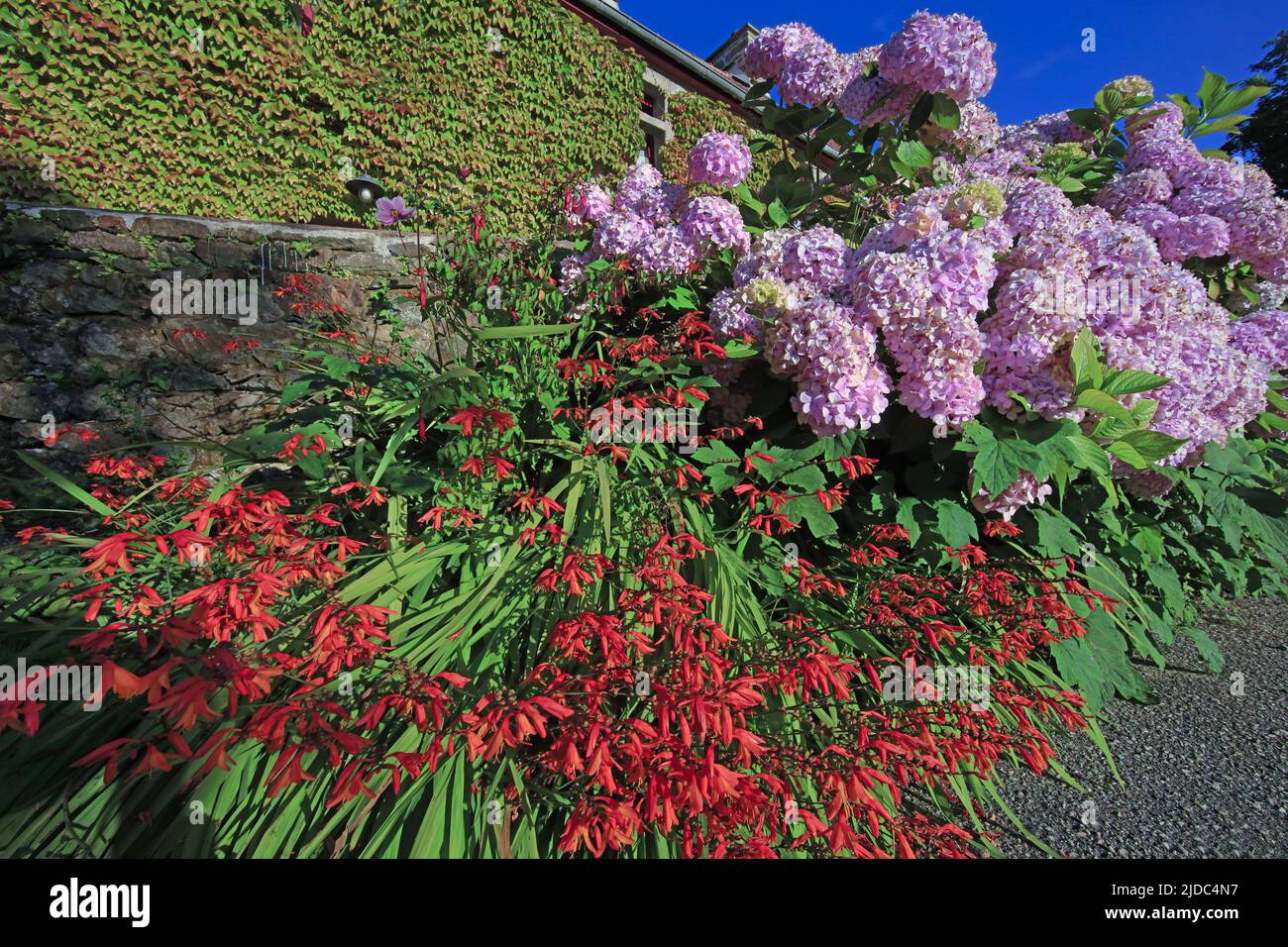 France, Manche (50) Botanical garden plants, crocosmia montbretia ...