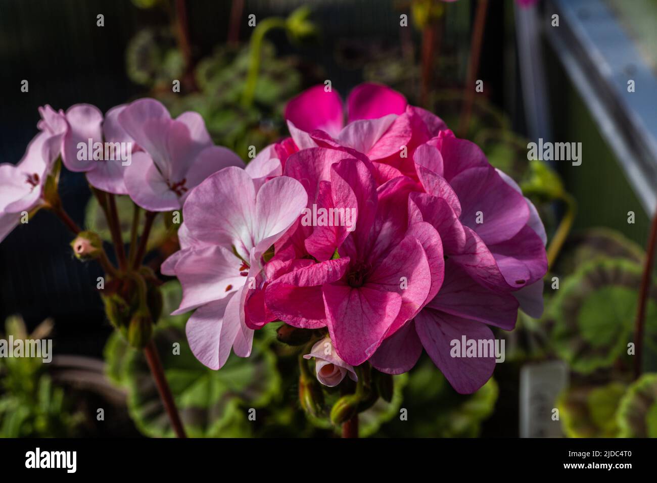 A drought tolerant Geranium 'Rose' plant in bloom, Bristol, United ...